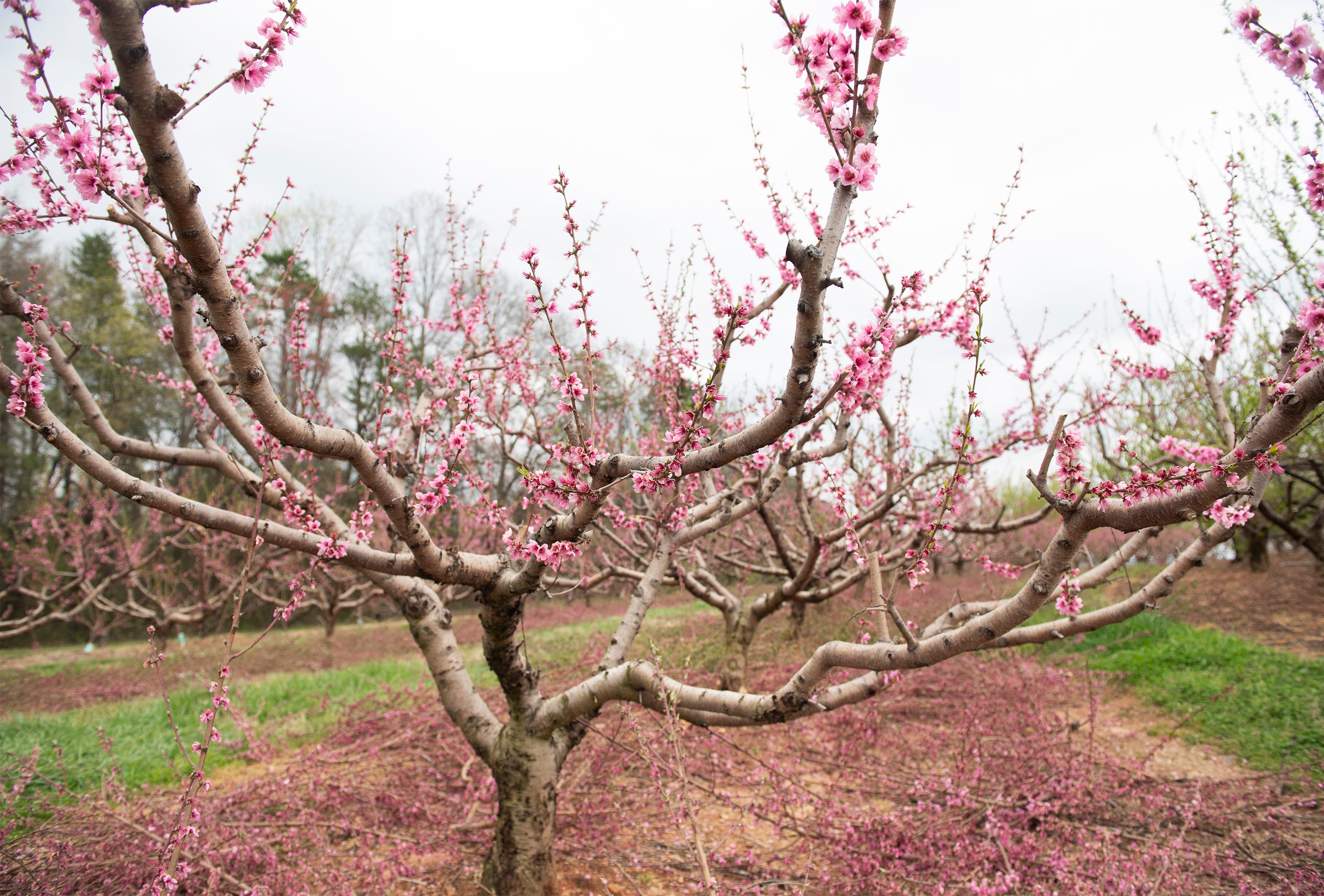 Southern peach forecast for 2019 promises mouth-watering, juicy crop