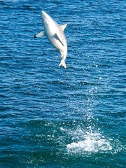 Flying sharks can jump 6 feet out of the water