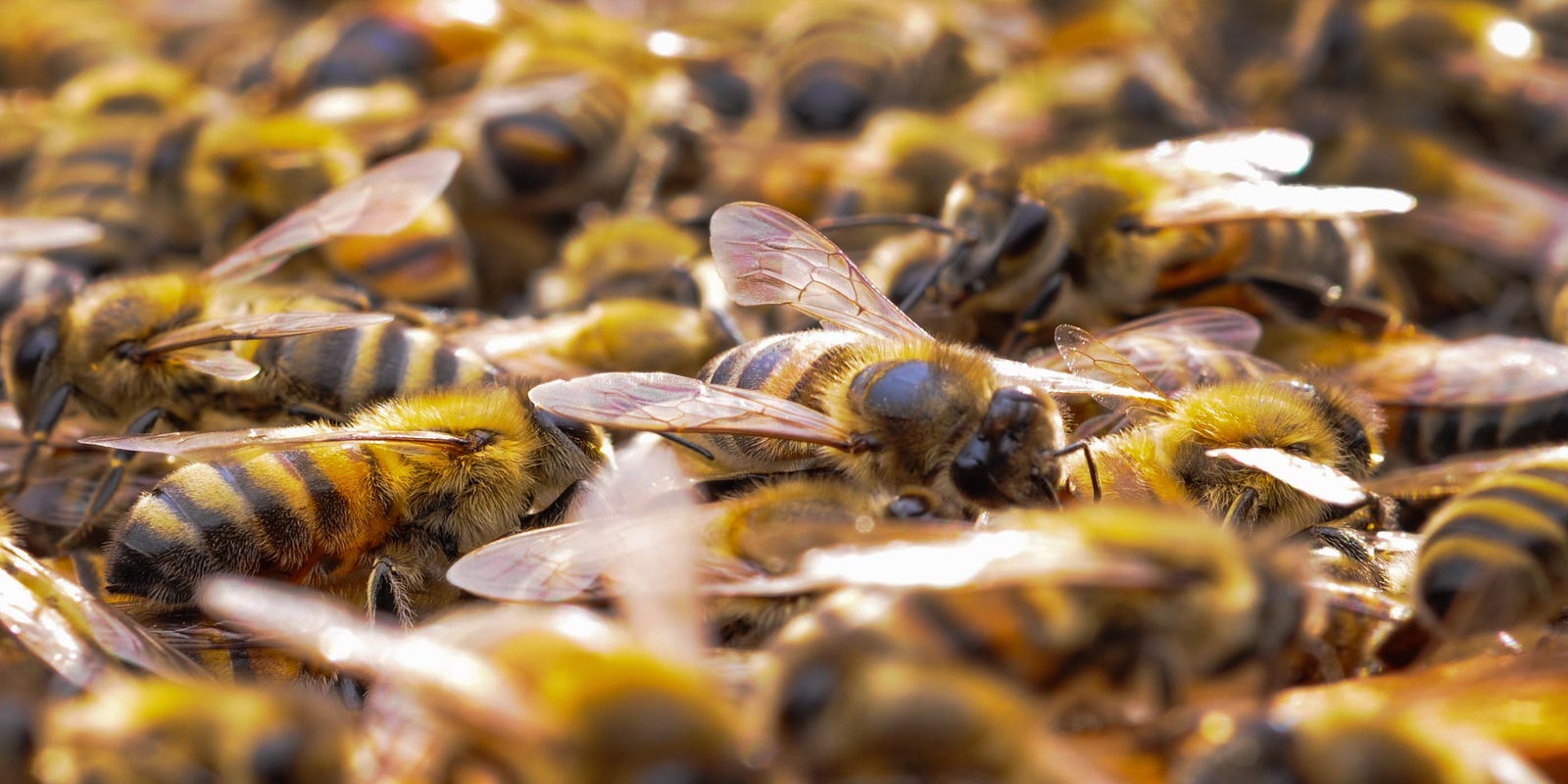 Report: Bee attack leaves two dogs dead