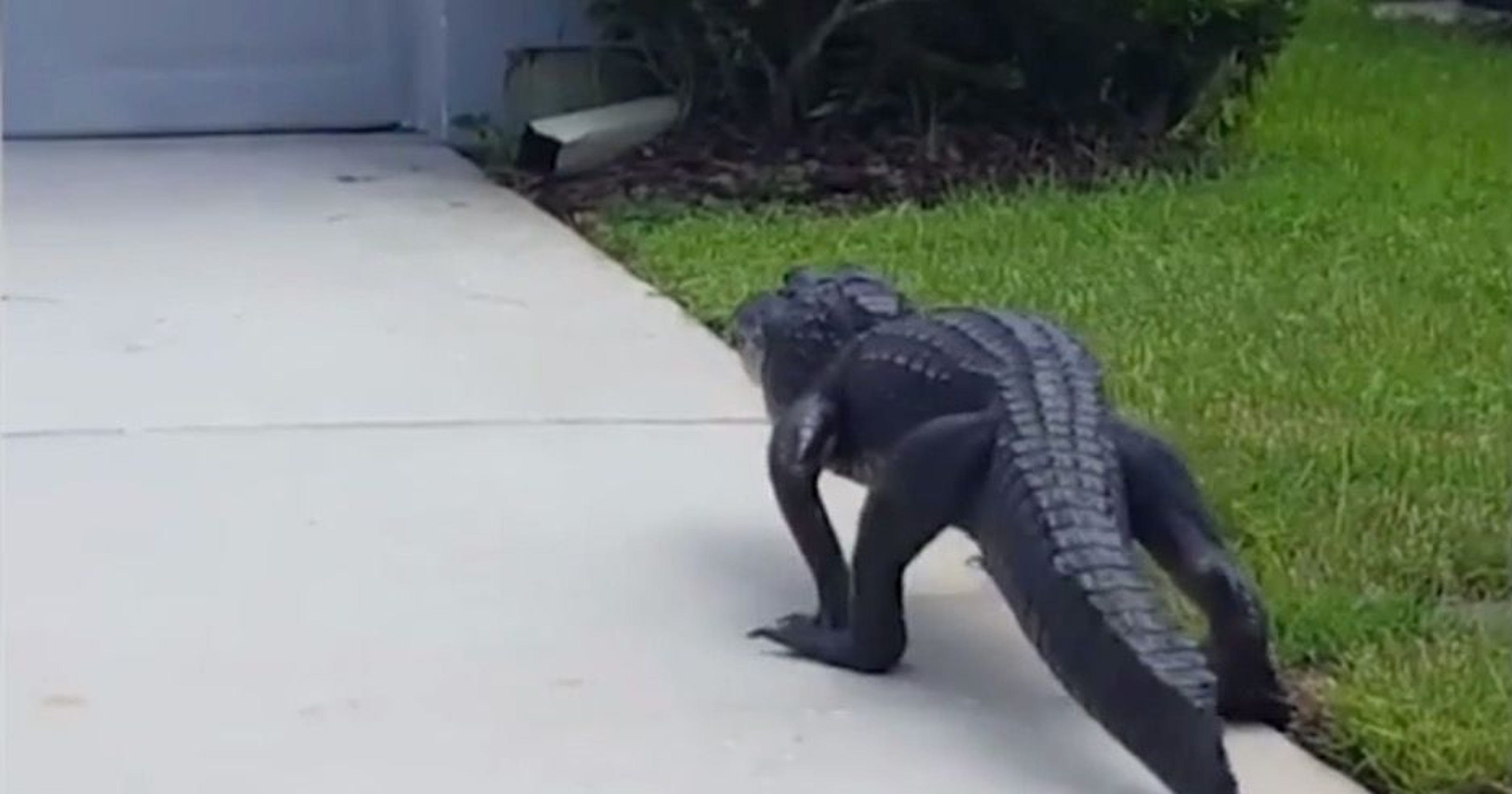 Alligator mating season in Florida and the reptiles are on the move