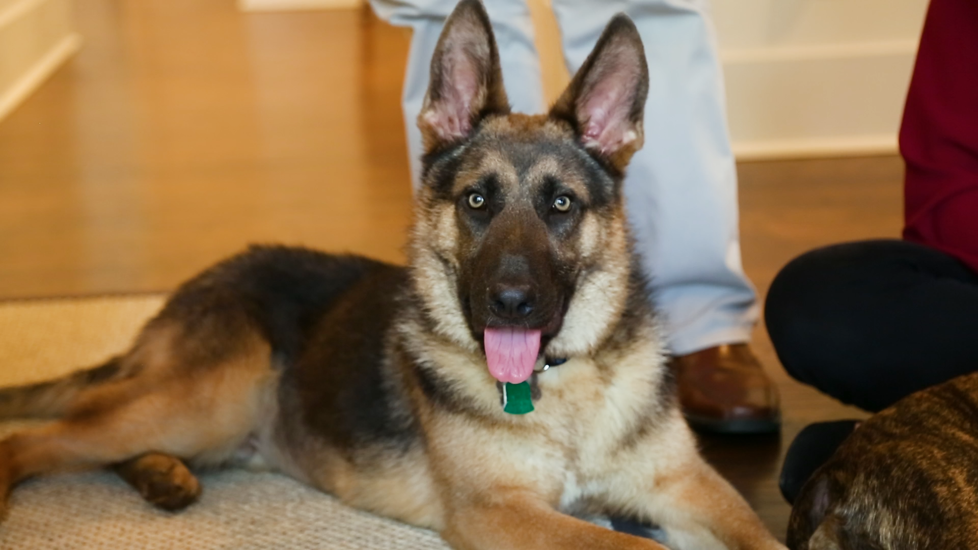 How Do German Shepherds Help Humans