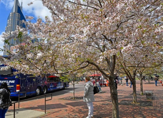 Nashville NFL Draft: Cherry blossom tree outcry inspires relocation ...