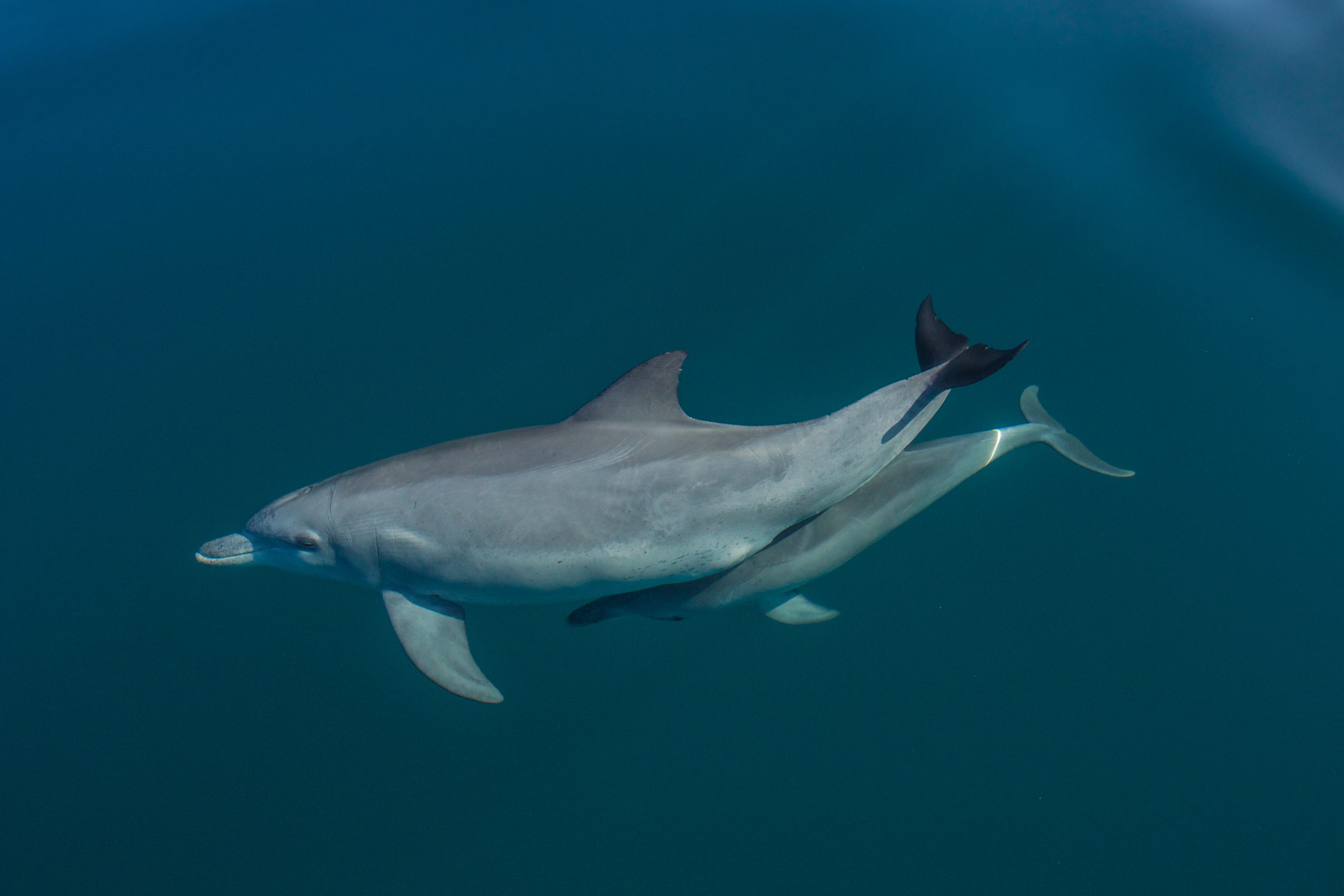 Dolphins and climate change: Warming seas threaten marine mammals