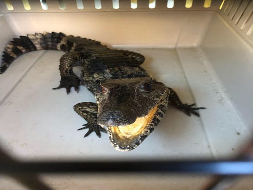 Oshkosh Area Humane Society takes in Burmese python, dwarf caiman