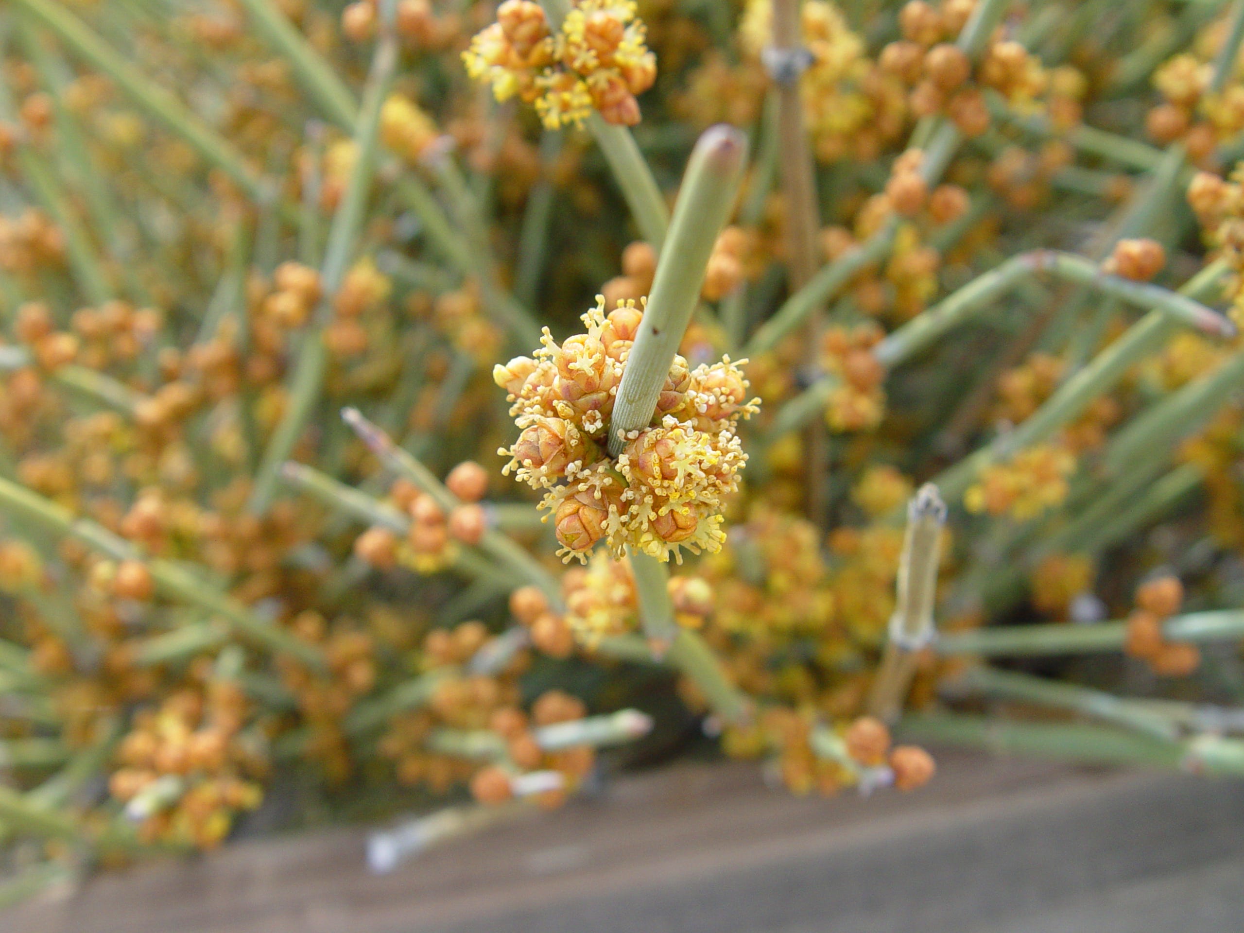 California's ephedra — males are standing out in 'golden' fashion this year