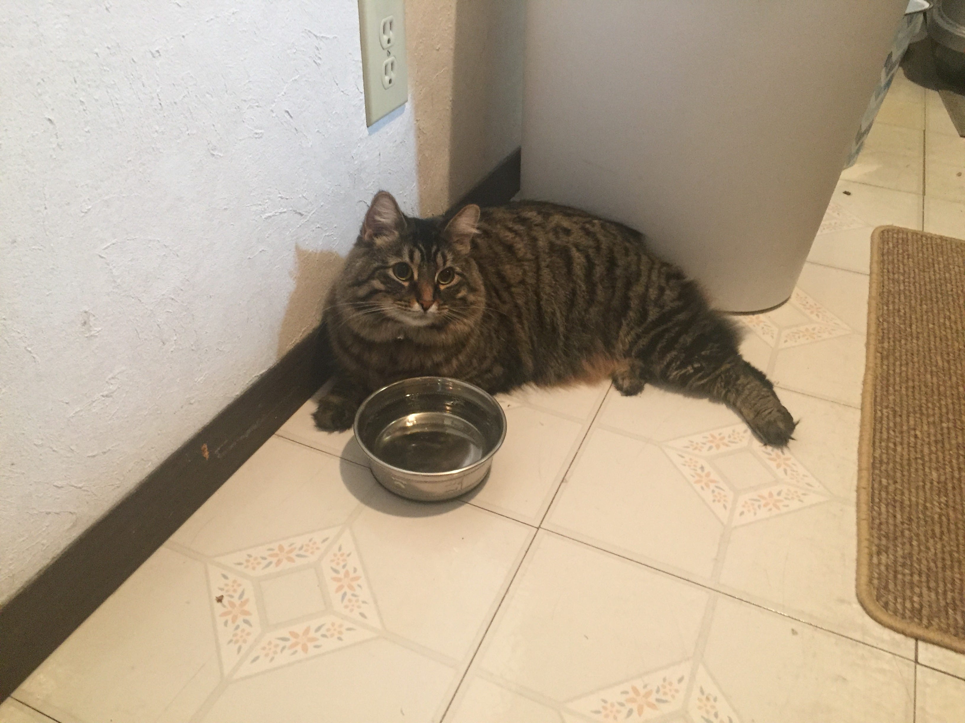 Katy the cat decides drinking water is tiring work