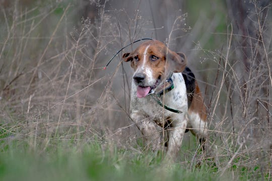 Fox hunting centuries-old tradition kept alive in East Tennessee club