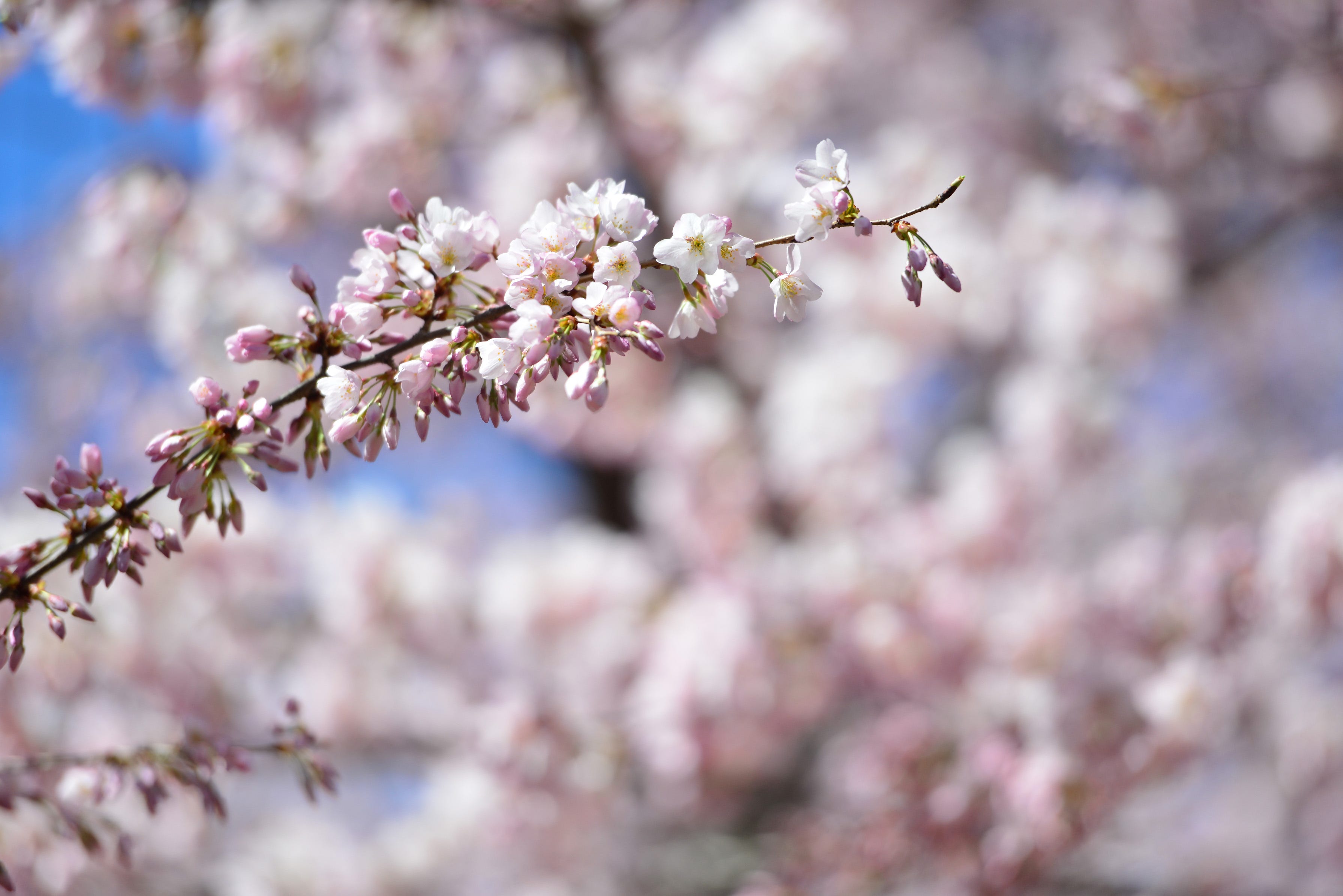 Branch Brook Park cherry blossoms 2019: How and when to see them