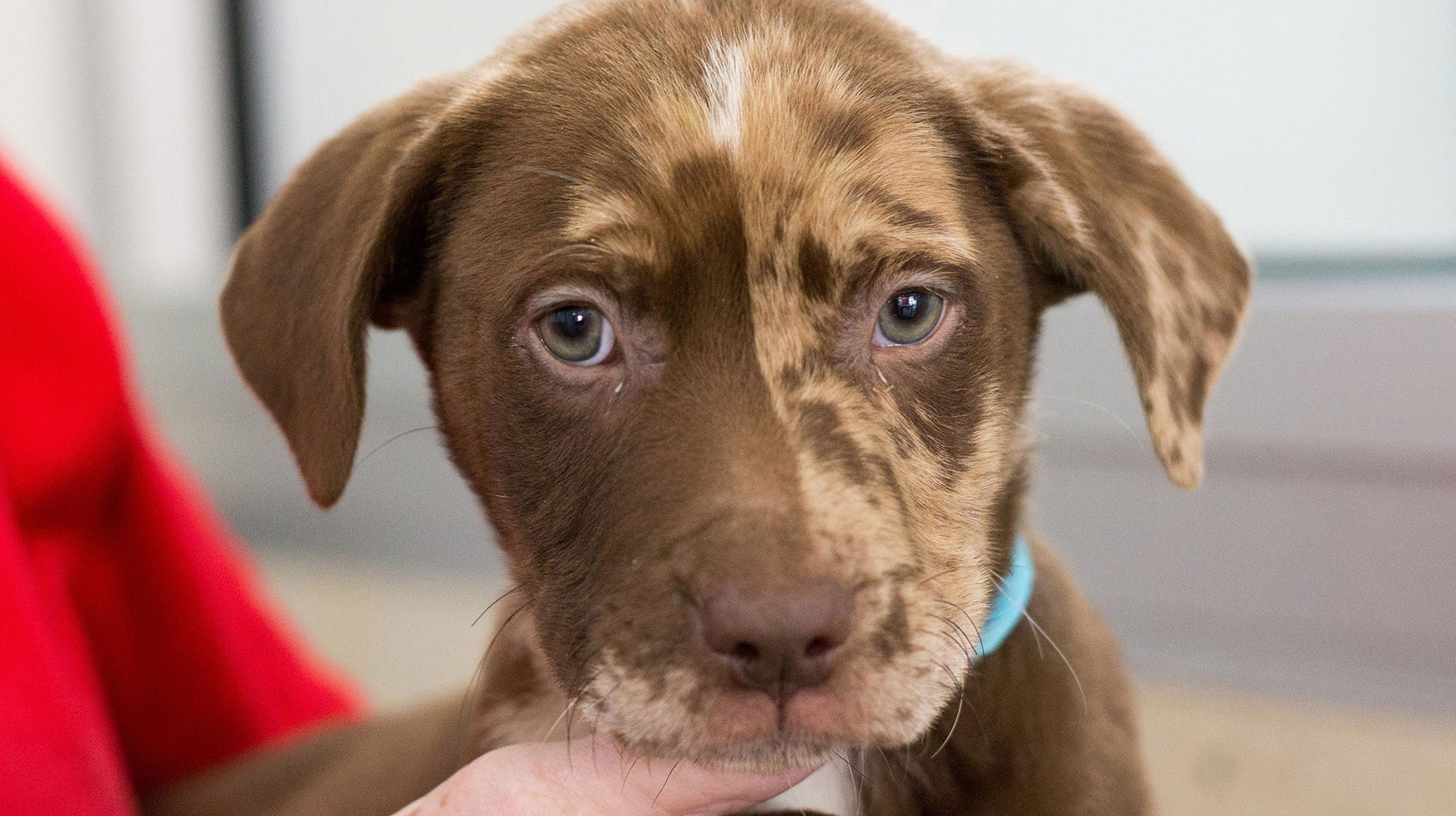 Pets Available For Adoption At Dover Petco This Saturday pets-available-for-adoption-at-dover-petco-this-saturday
