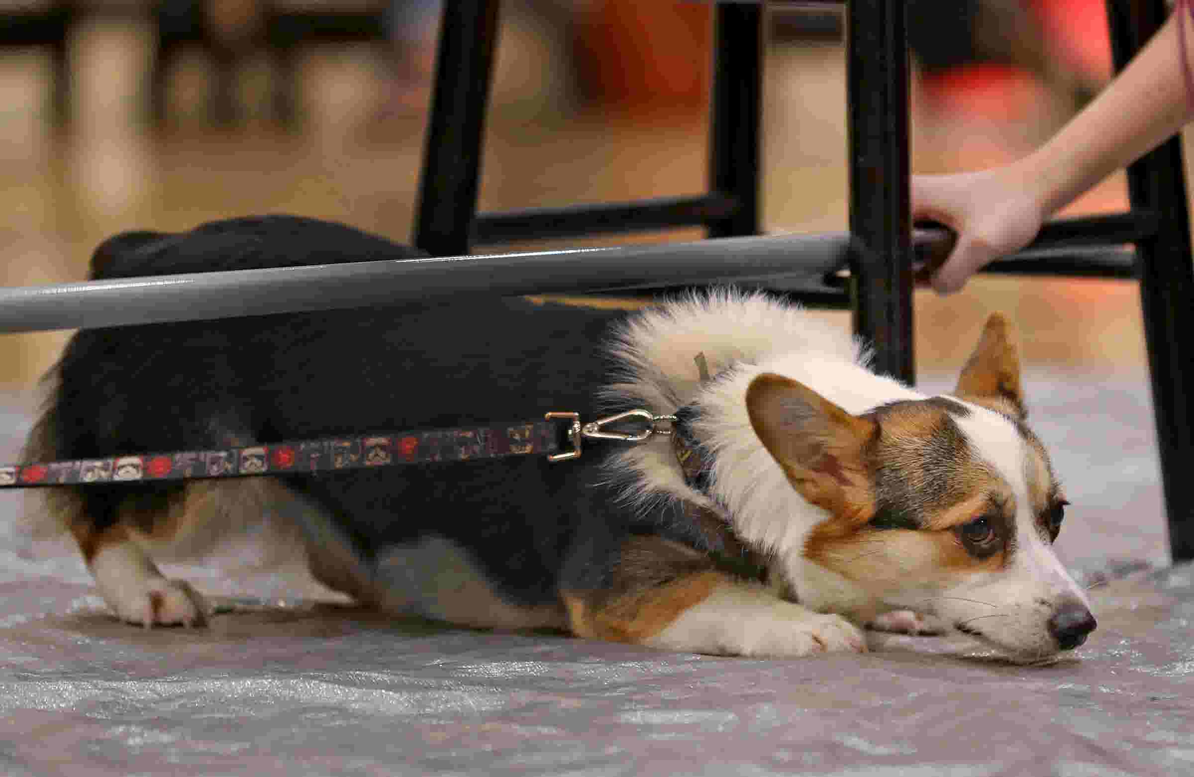 Corgis bring wagging tails to give hope, fight poverty