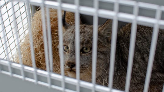 Rare lynx caught in Michigan released in U.P.