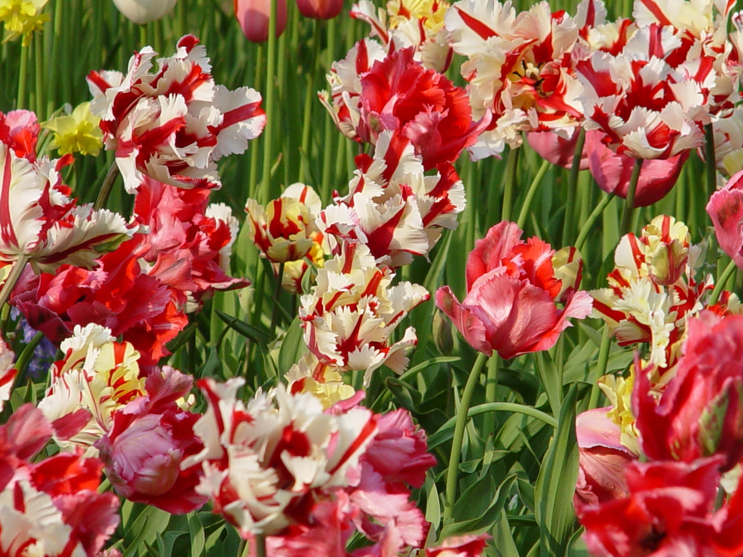 The twisted, mutated history of the beautiful tulip