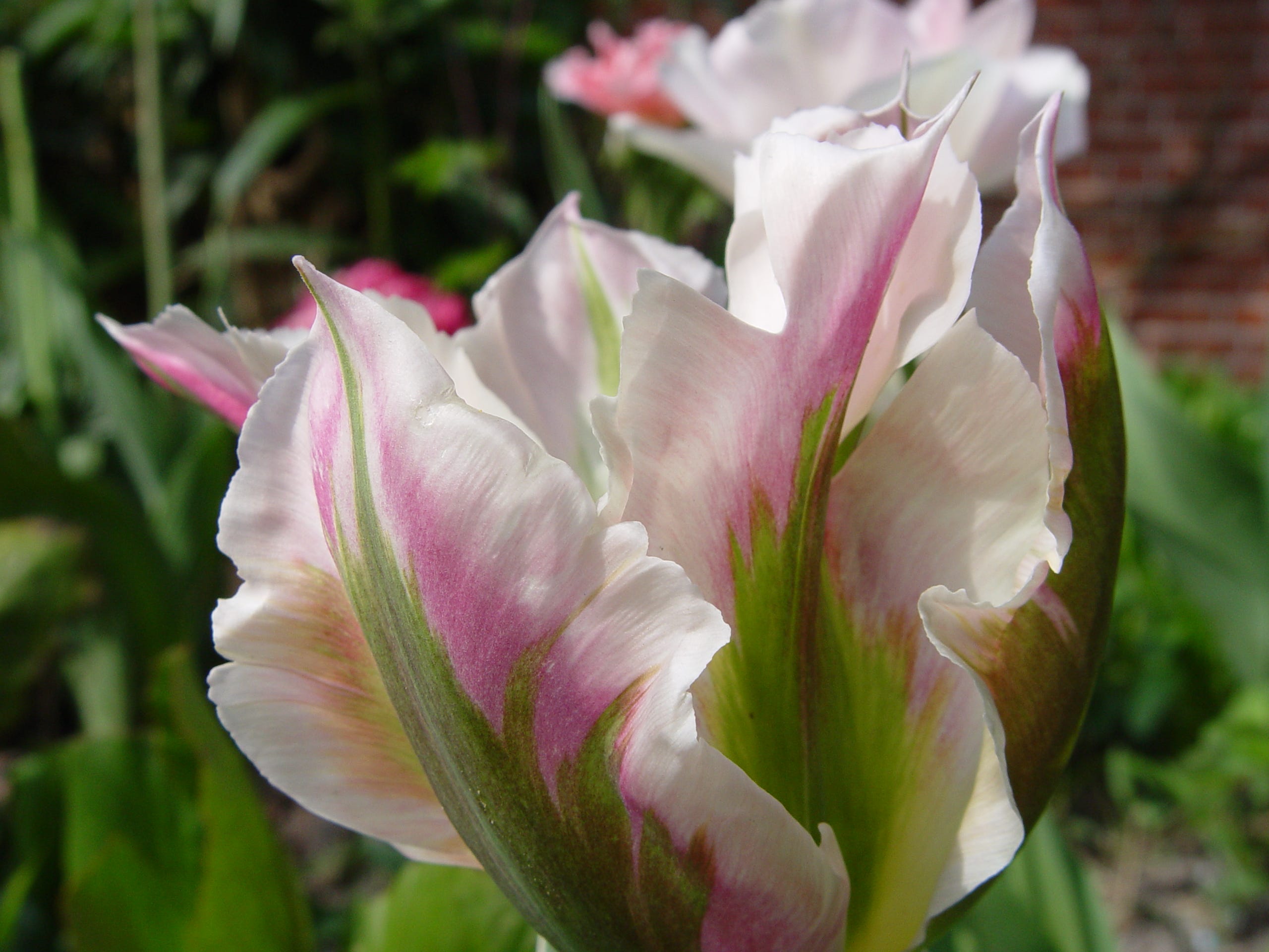 The twisted, mutated history of the beautiful tulip