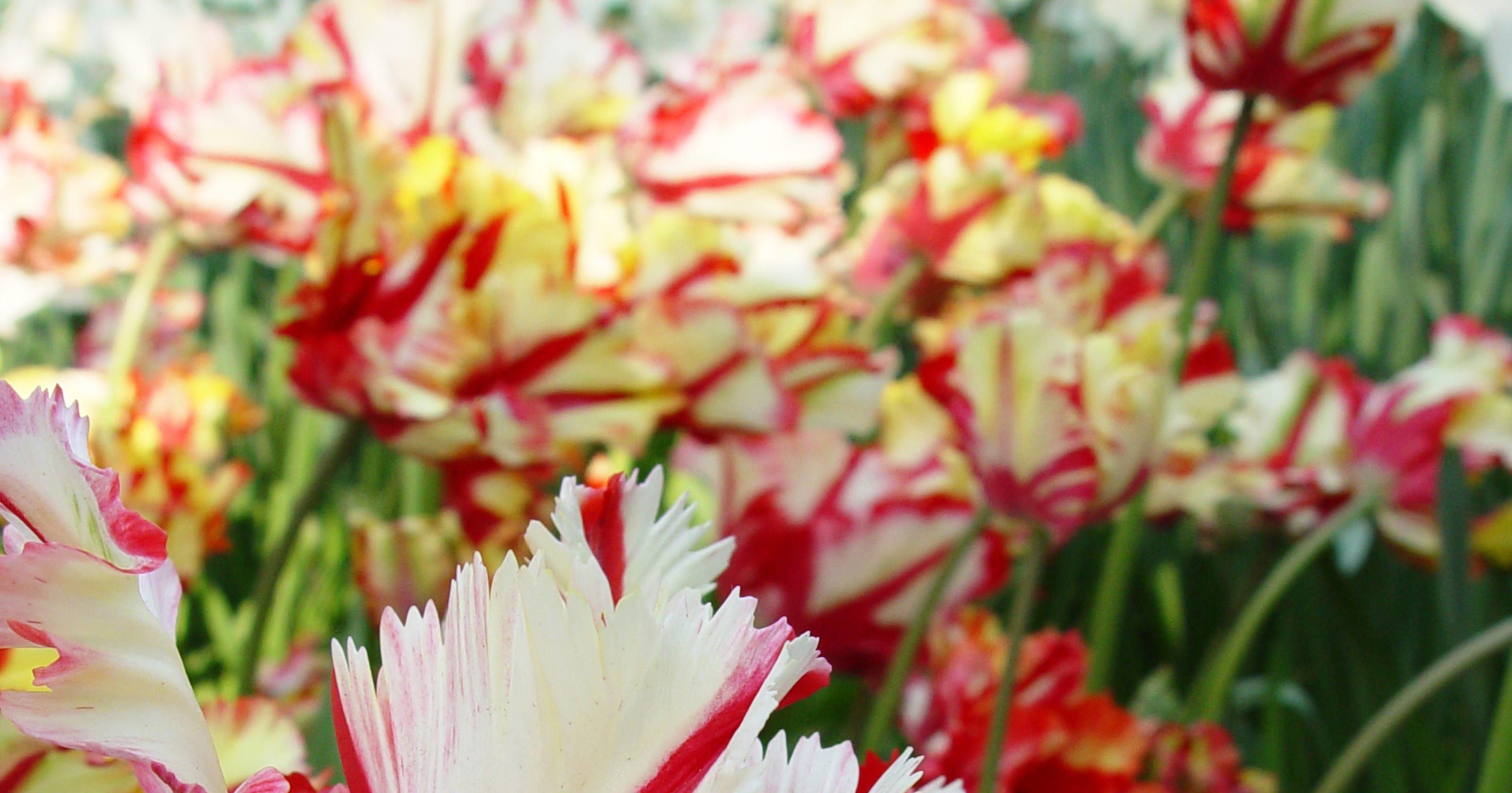 The twisted, mutated history of the beautiful tulip