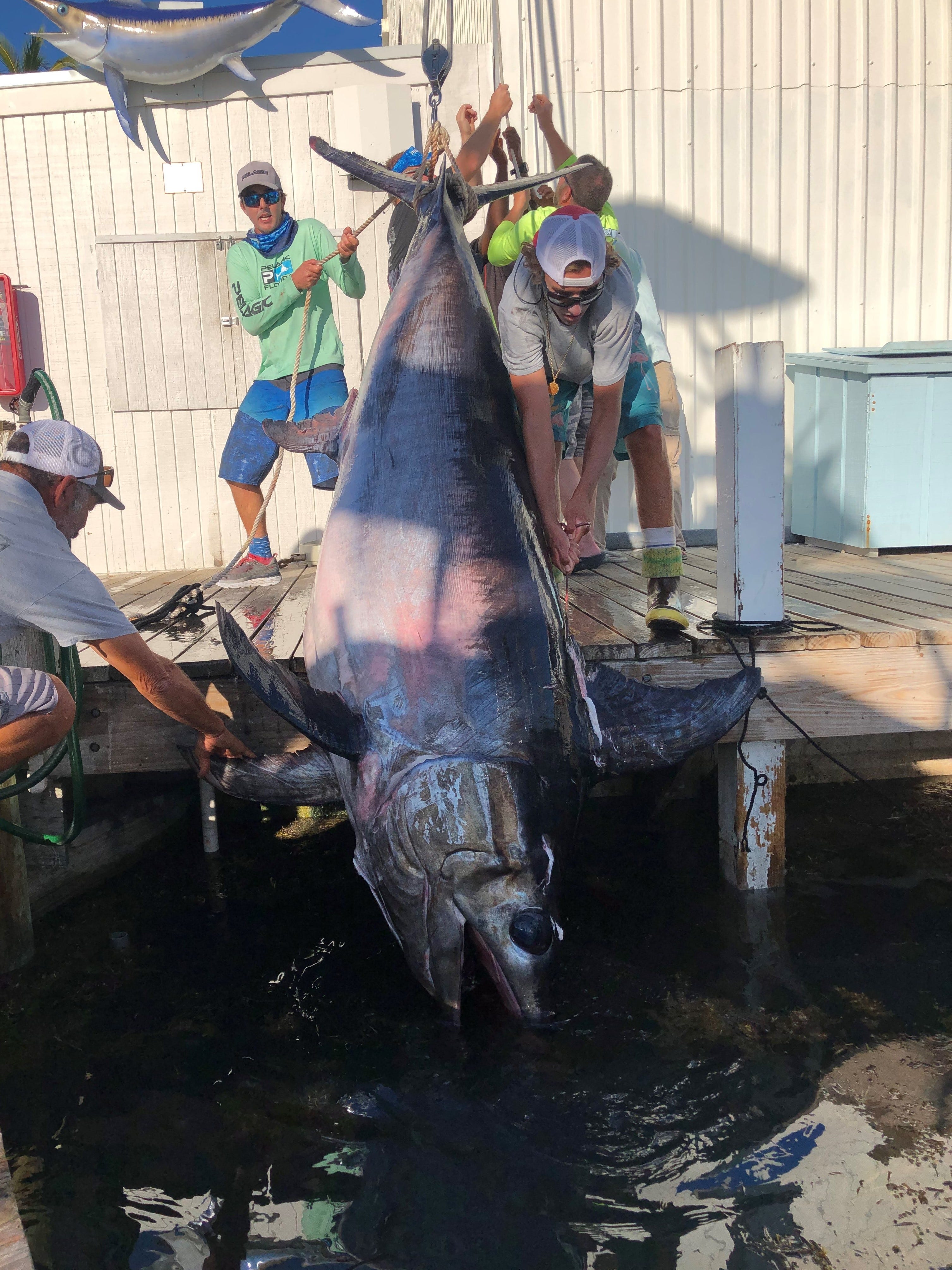 After fighting more than 8 hours, Cape couple reels in monster swordfish
