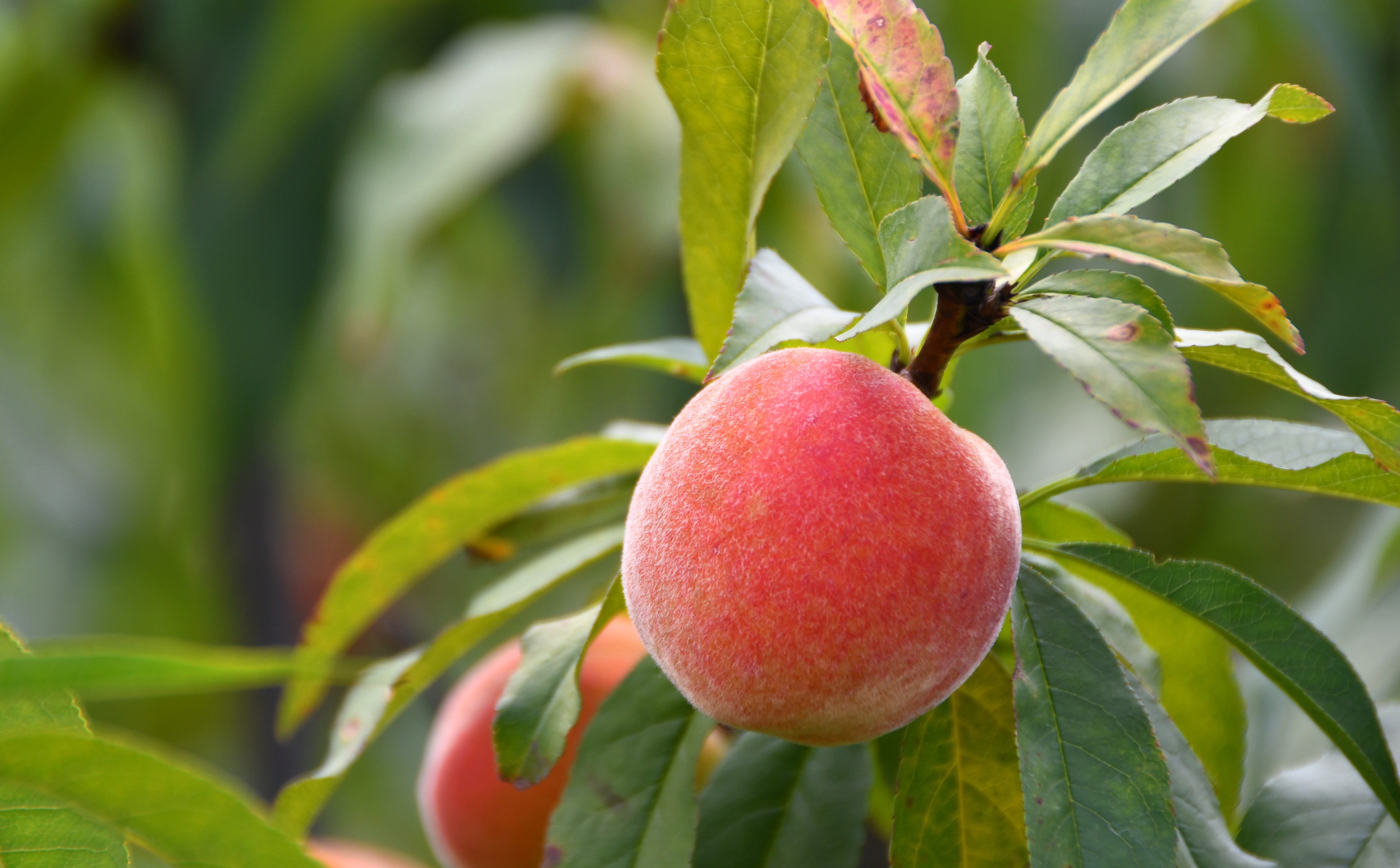 These fruit trees will produce well in Brevard's warmer climate