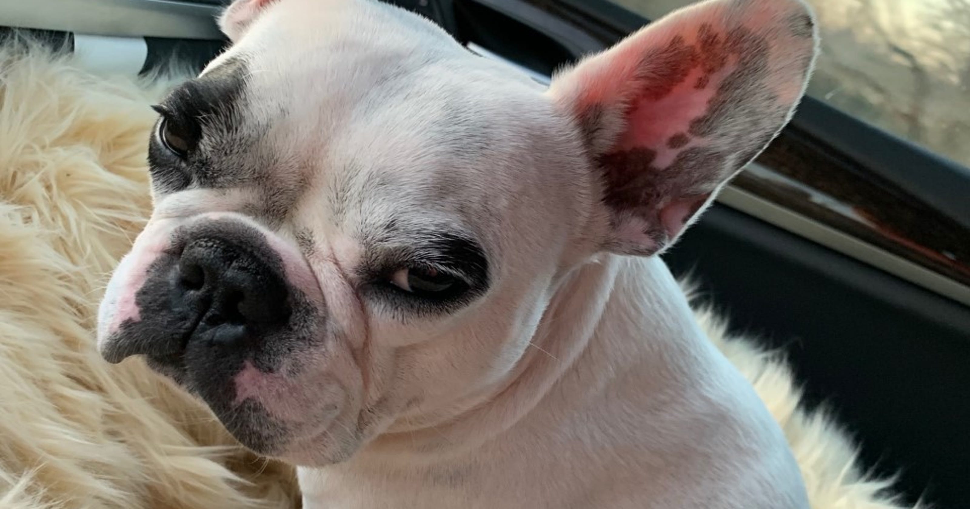 Selena Quintanilla: Walter Geoffrey the Frenchie 'singing' wows fans