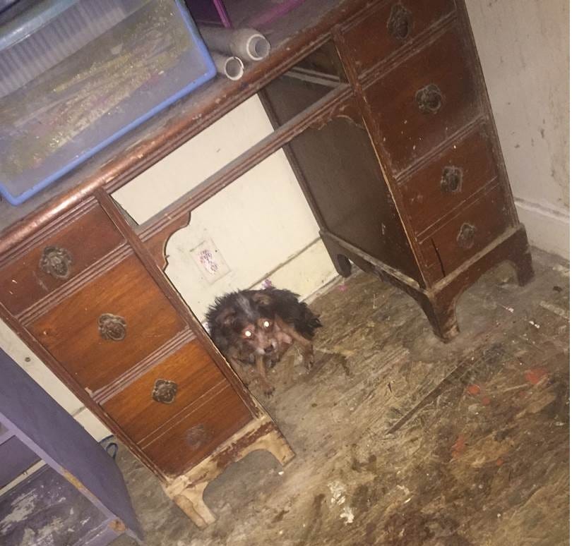 Photos show dogs living in dilapidated home of suspected puppy dumper