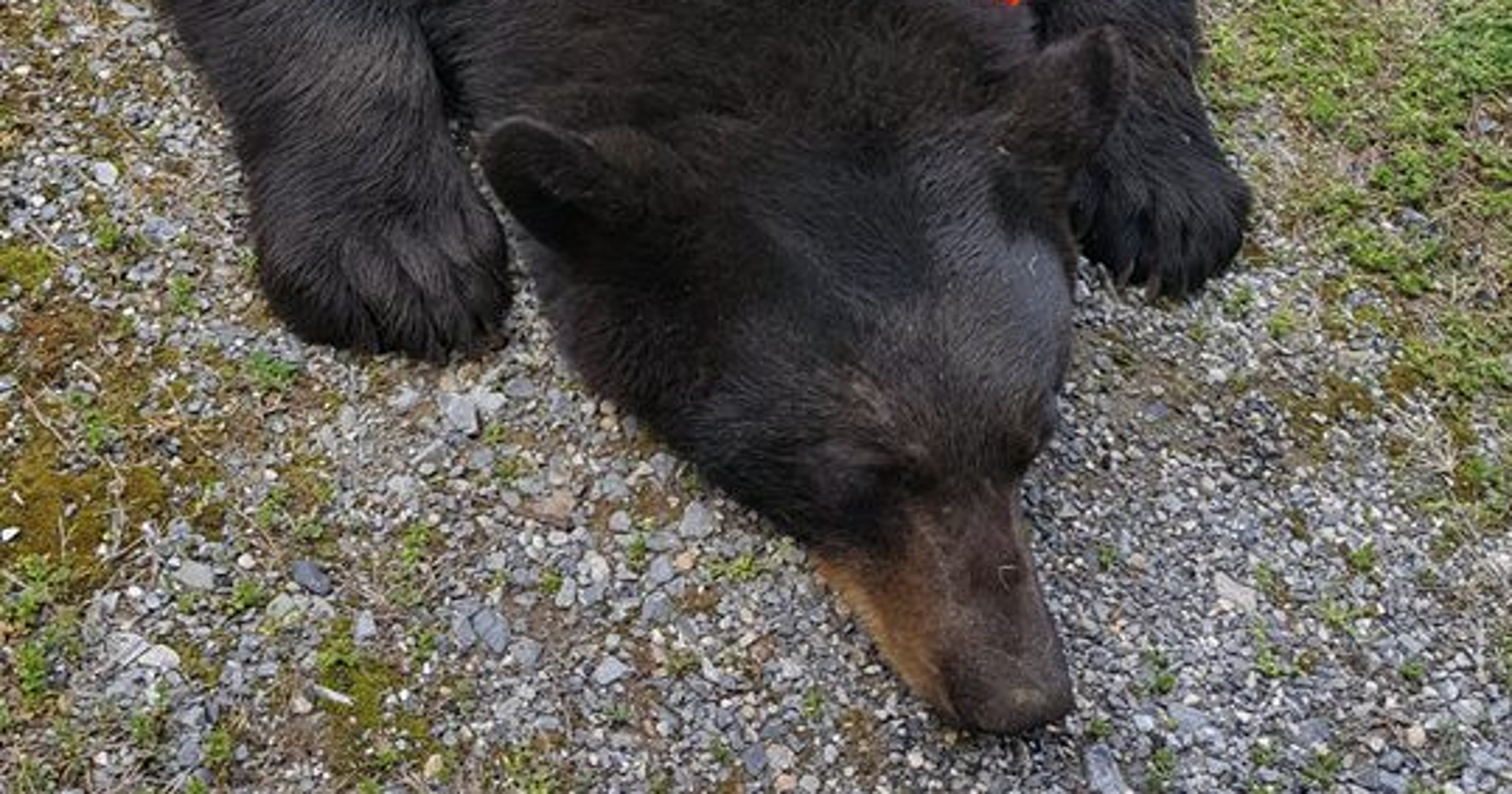 Bear trapped in Hellam Twp. made appearance at Envirothon, then was ...