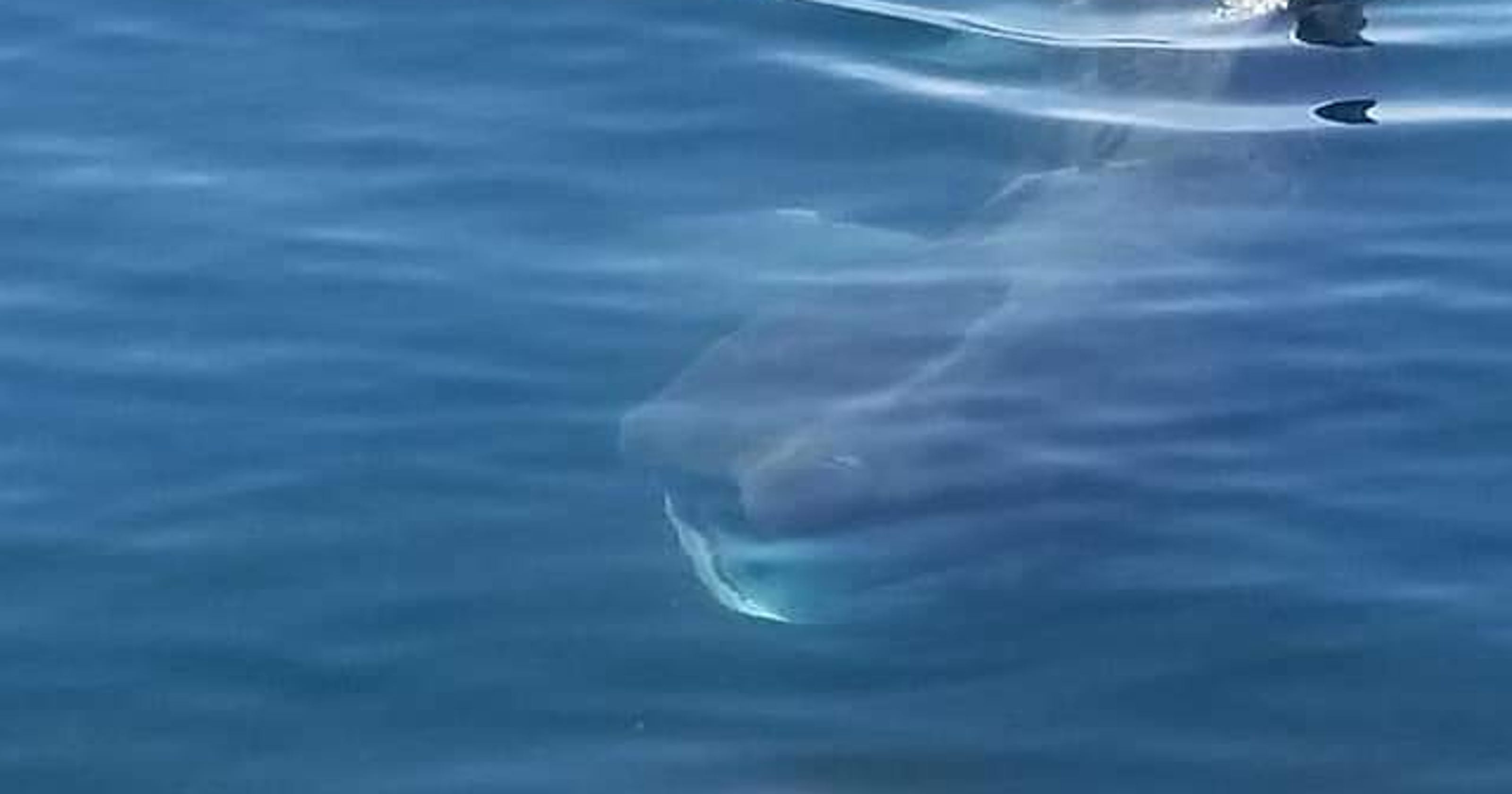 Basking sharks could be making a comeback off Ventura coast