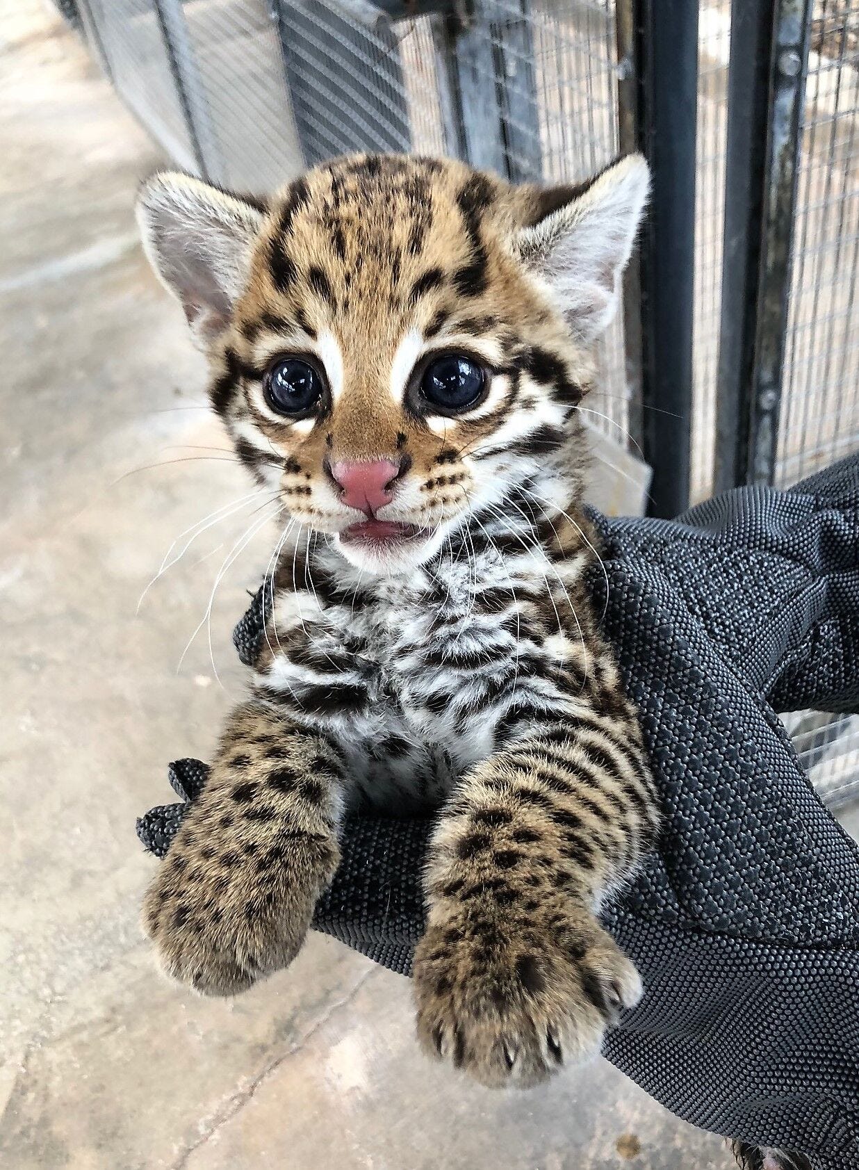 Are Ocelots Nice
