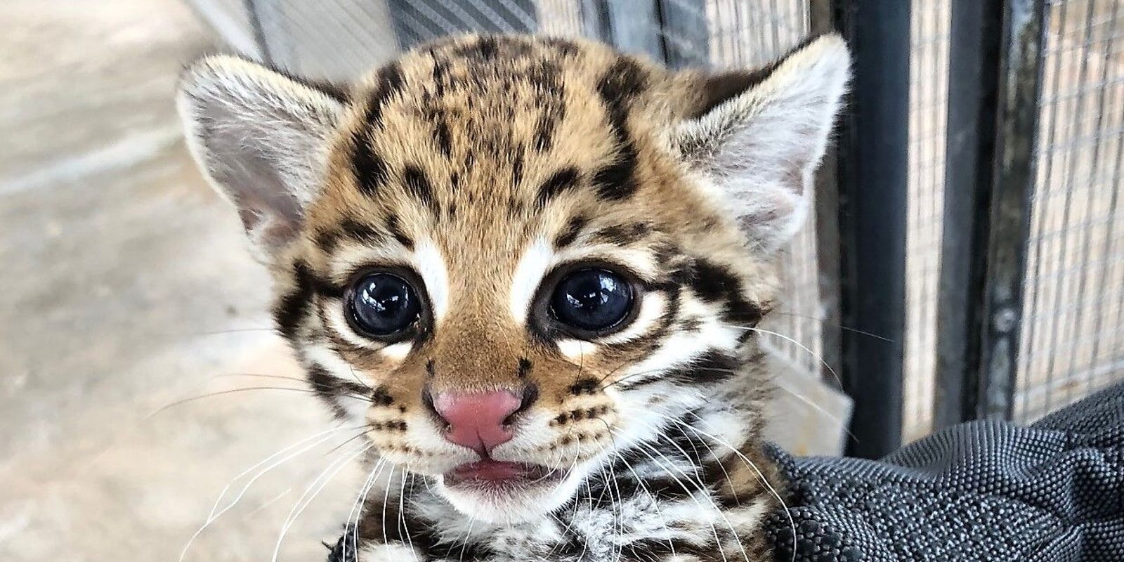 Cincinnati Zoo scientist, artificial insemination to thank for ocelot ...