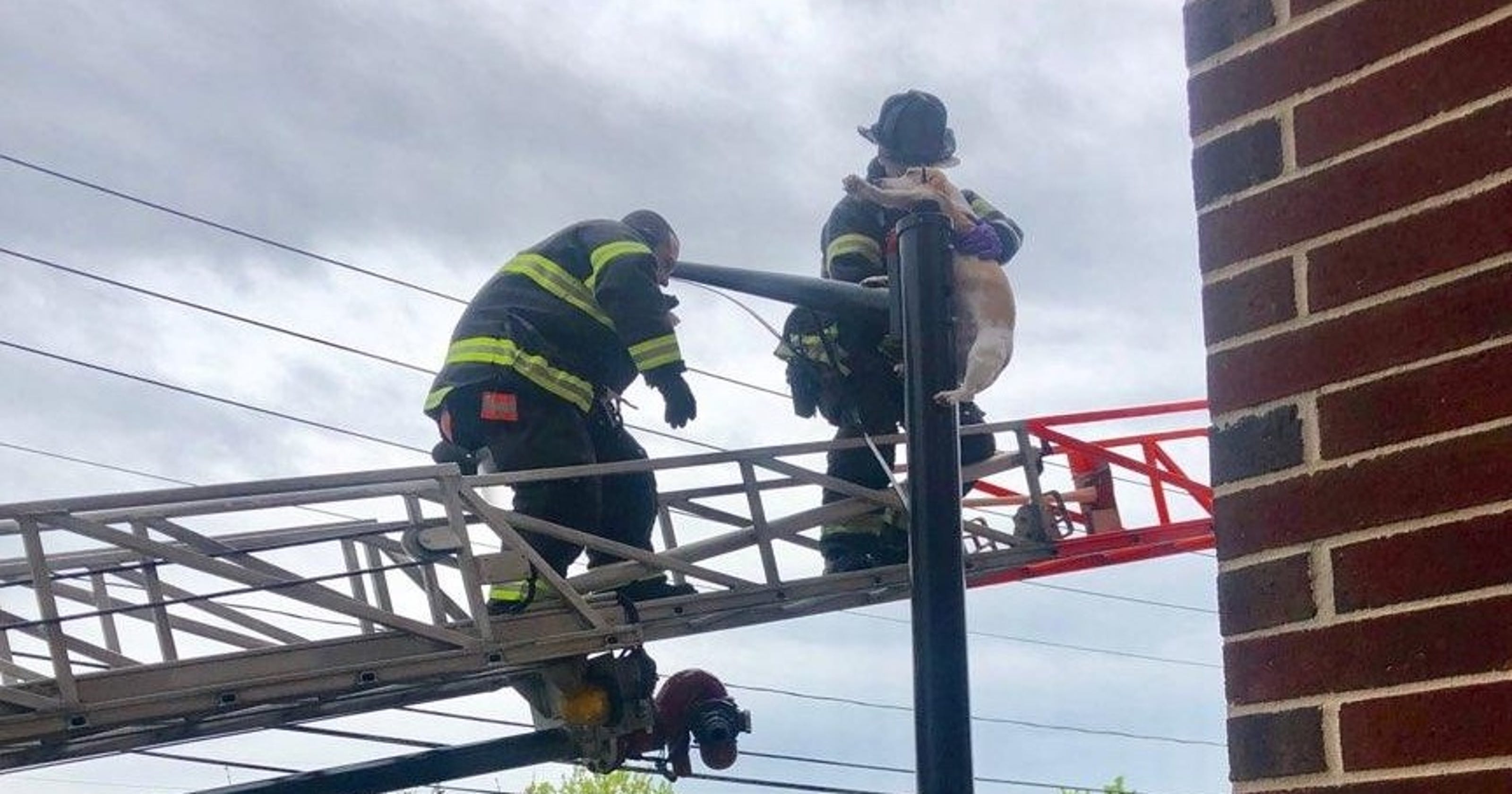 Englewood NJ dog rescued after becoming impaled on streetlight post