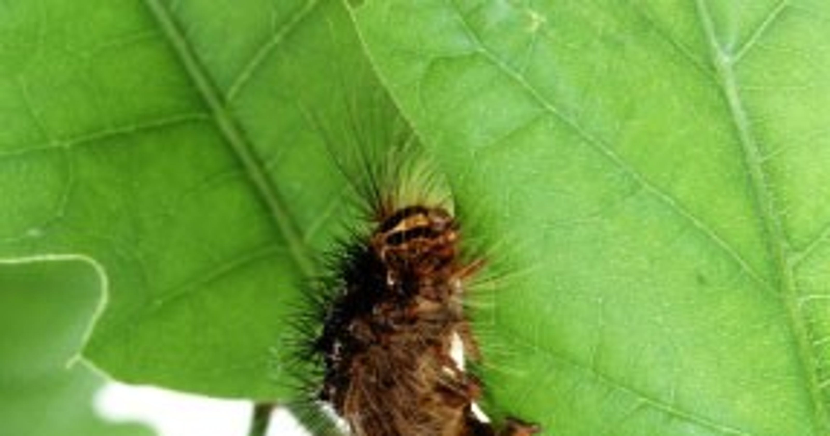 Iowa officials trying to stop spread of invasive gypsy moths