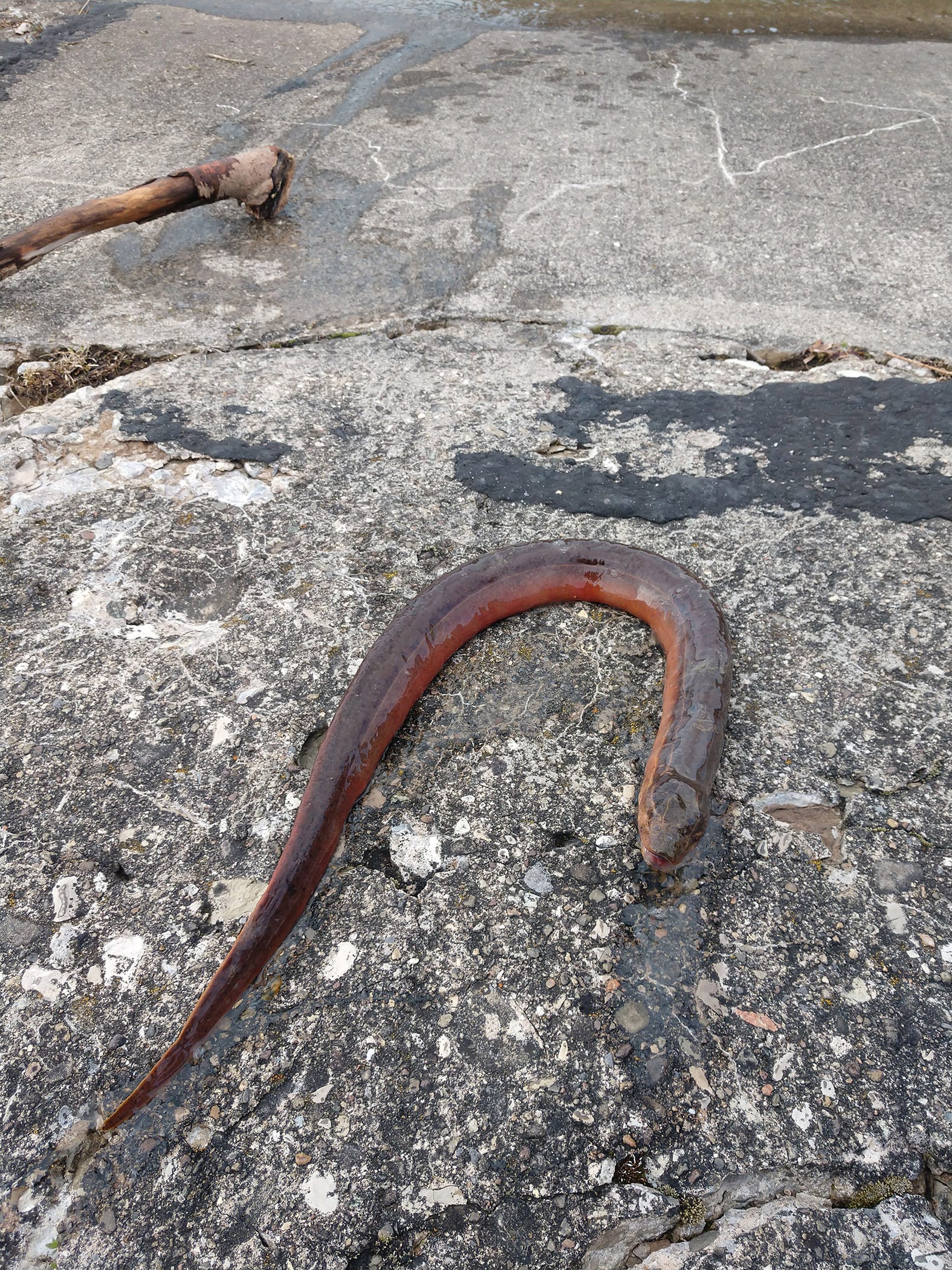 Invasive Asian swamp eels found in Hemlock Lake