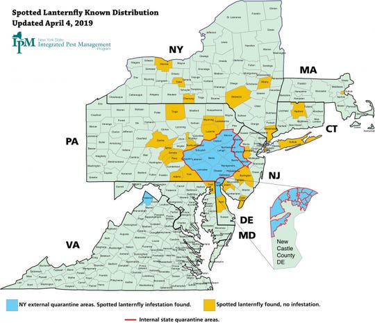Cornell researchers may have found a way to stop the spotted lanternfly