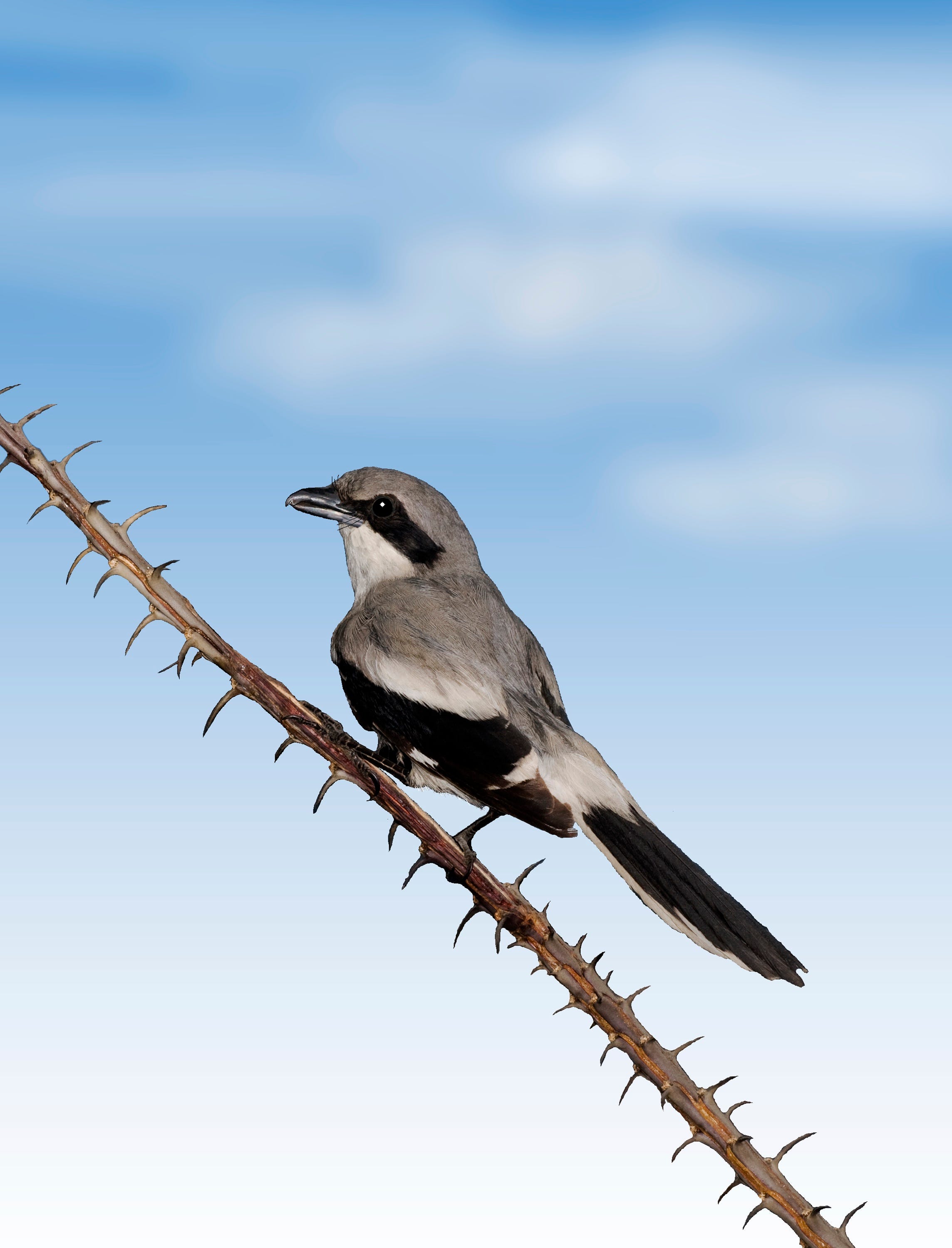 Shrike Bird