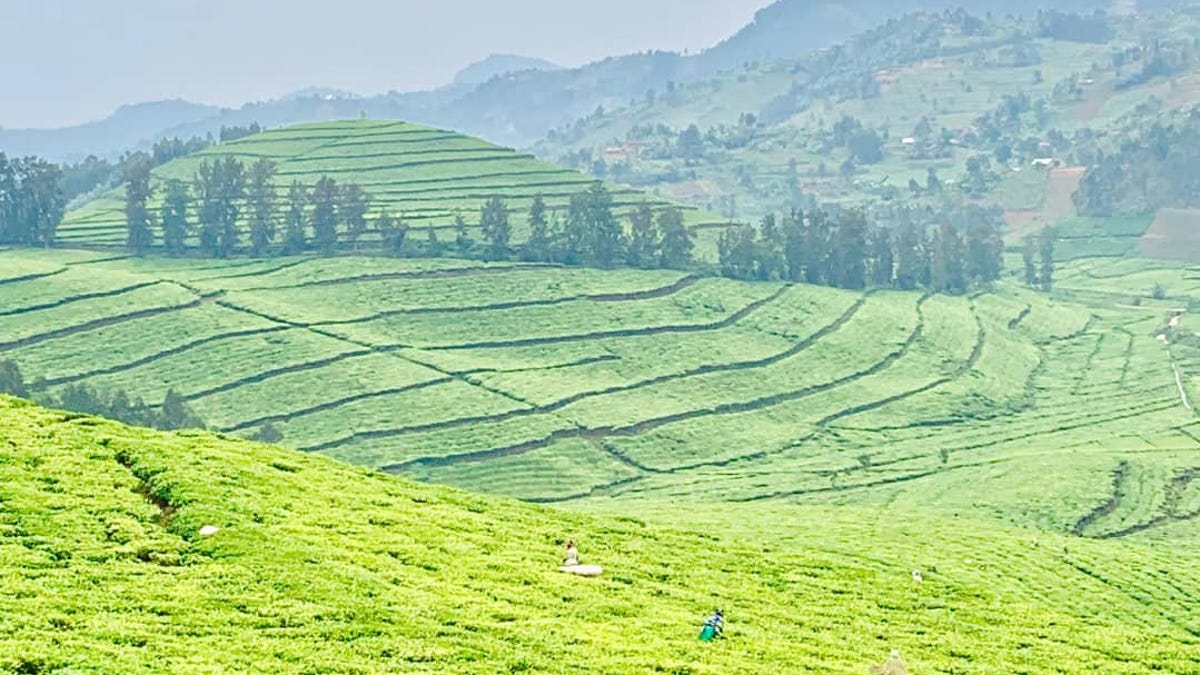 Rwanda: Photo tour of remarkable flora, fauna and villages