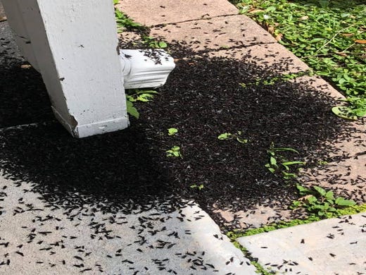 Florida lovebug invasion: Do they have a purpose?