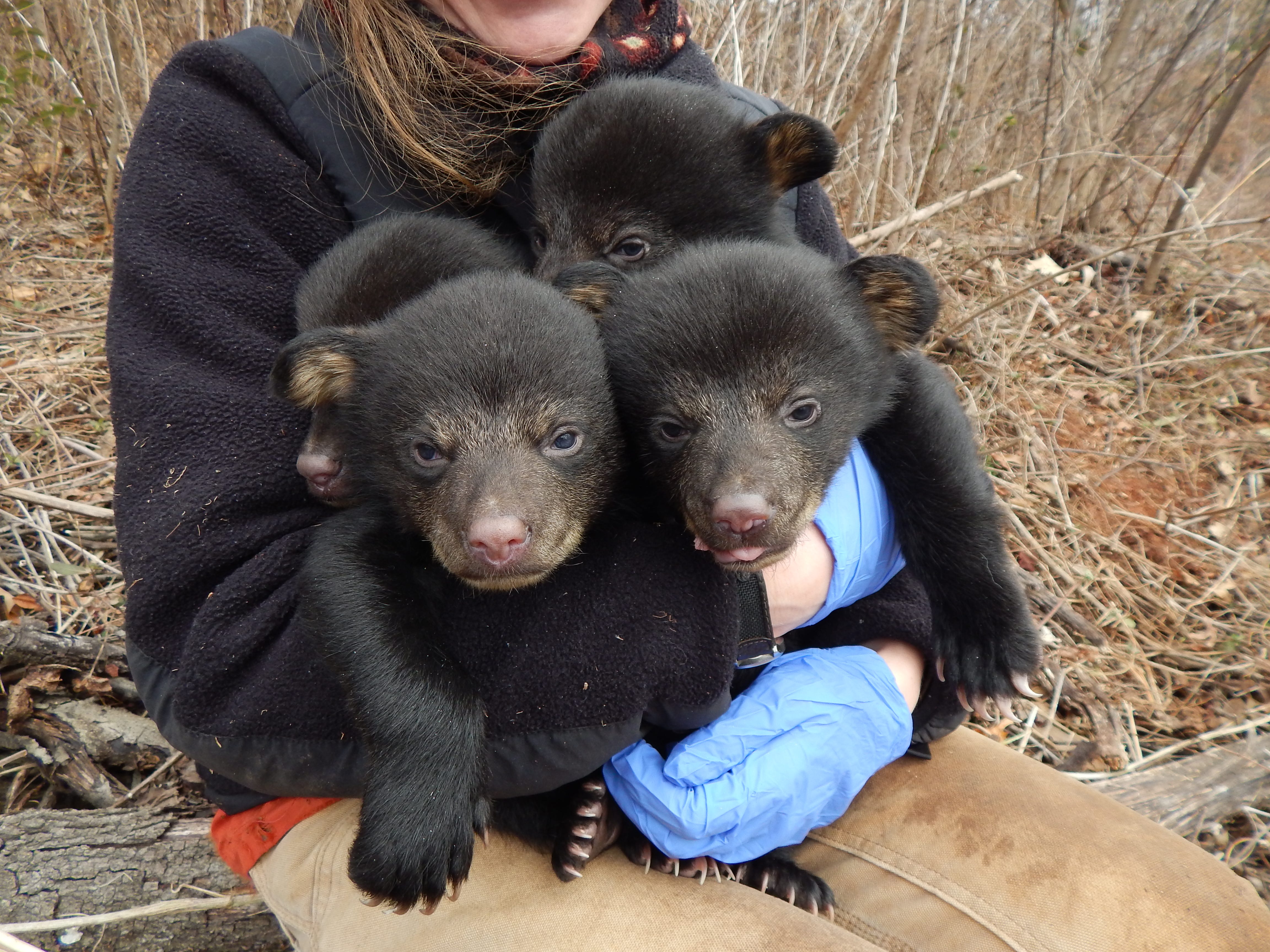 Sneak peek at black bear movements, behavior in Asheville Urban Bear Study