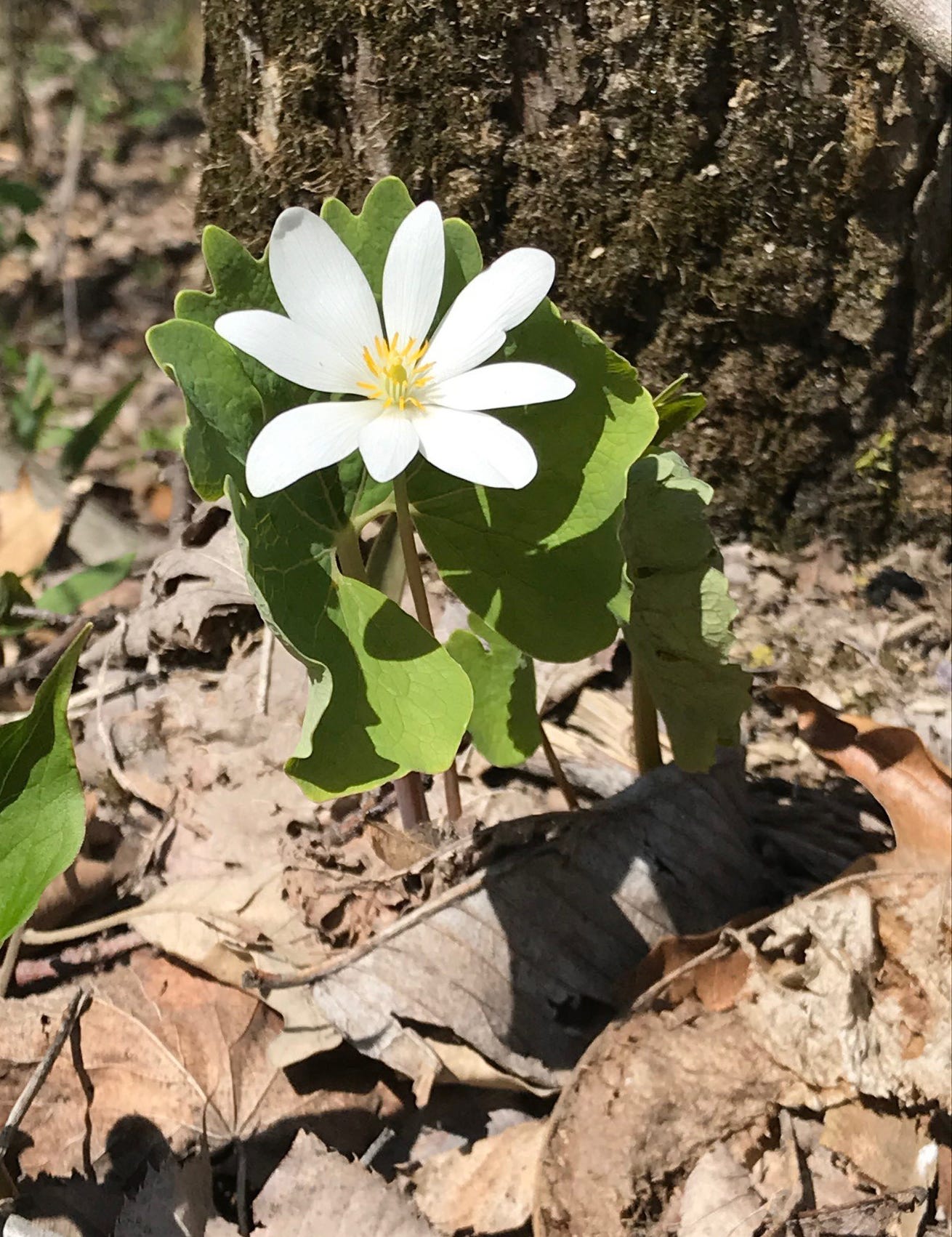 Spot spring wildflowers on hikes at these parks in the Milwaukee area