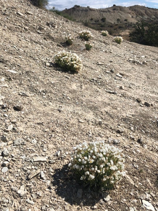 UVU, forest service and nature conservancy join to save bearclaw poppy