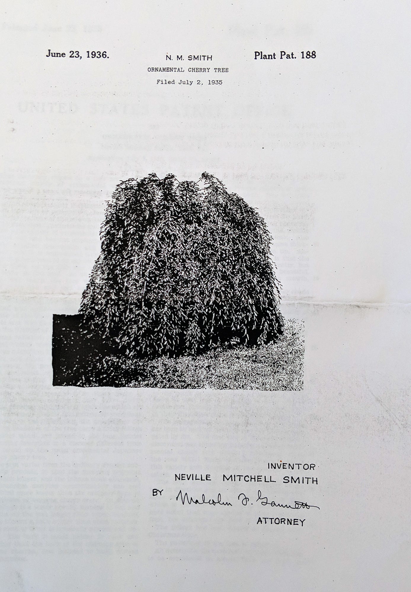 George Washington to Yoda: Inside history of a 'beautiful' cherry tree