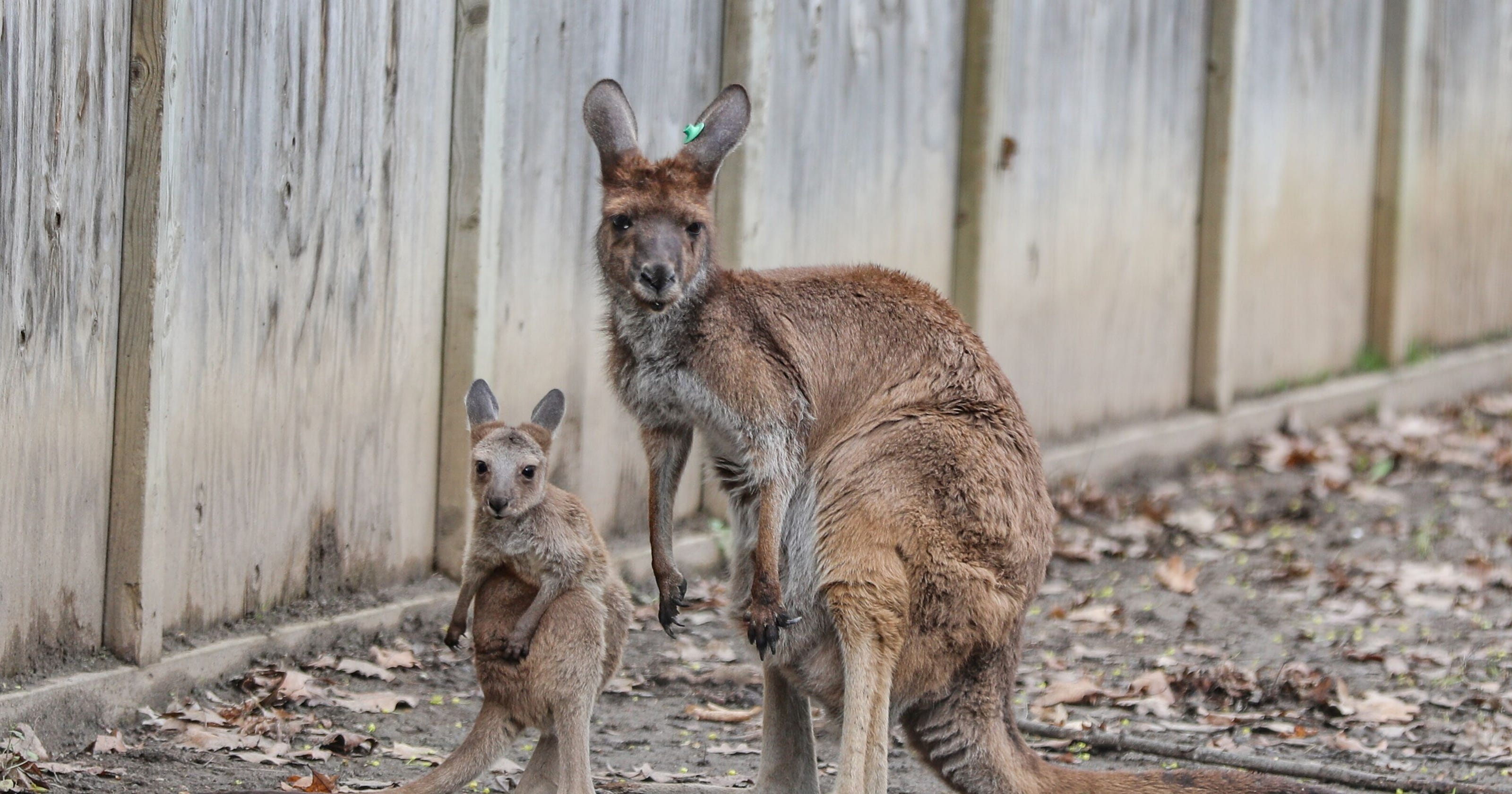 Potter Park Zoo's new baby kangaroo steps outside for a look around
