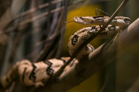 Zoo Rattlesnake Exhibit