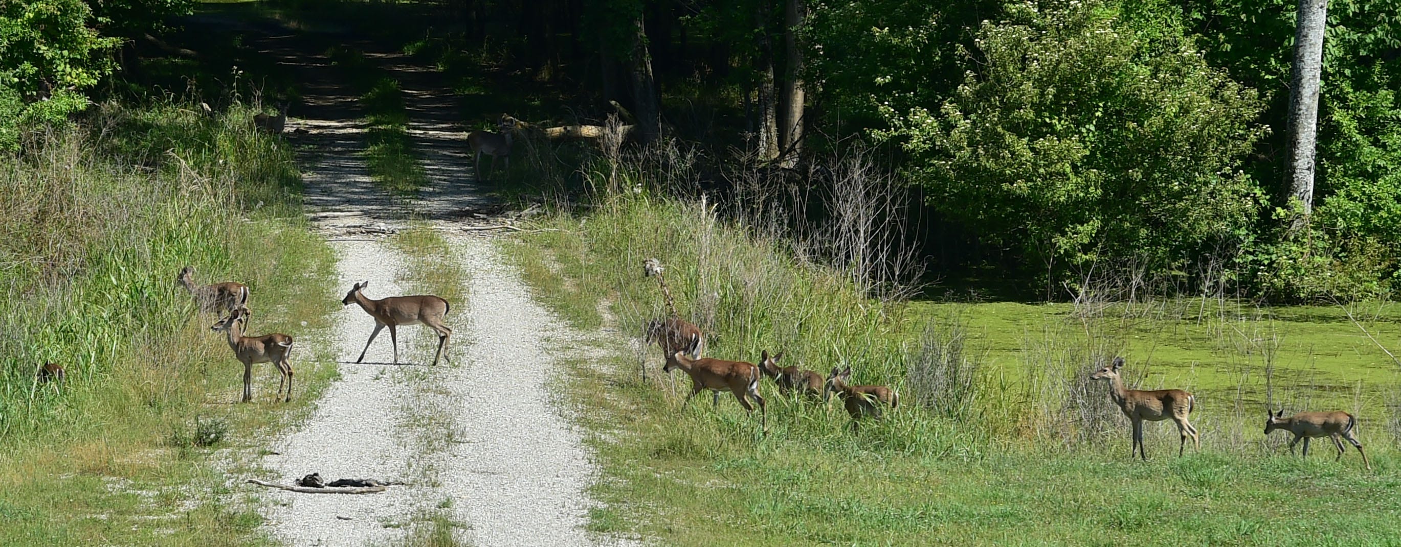 MS South Delta deer season shorter, lower bag limit, deer urine