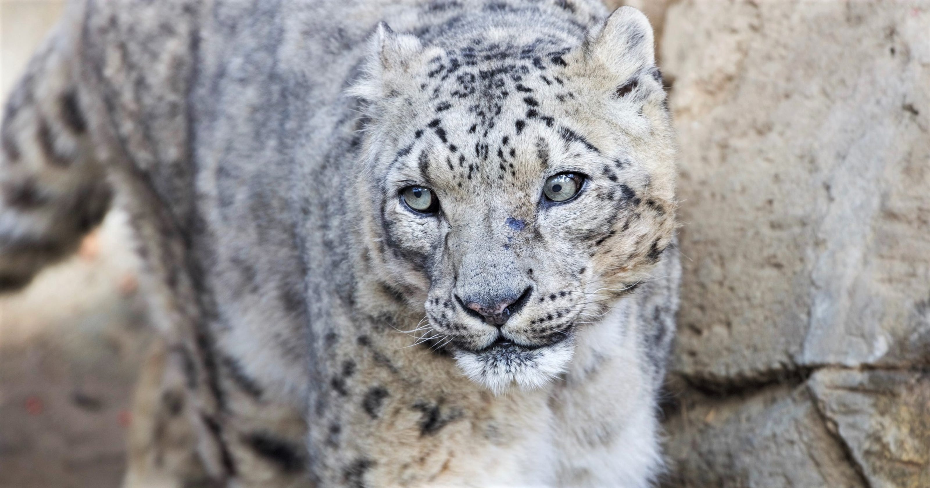 Oldest known snow leopard dies at Santa Barbara Zoo