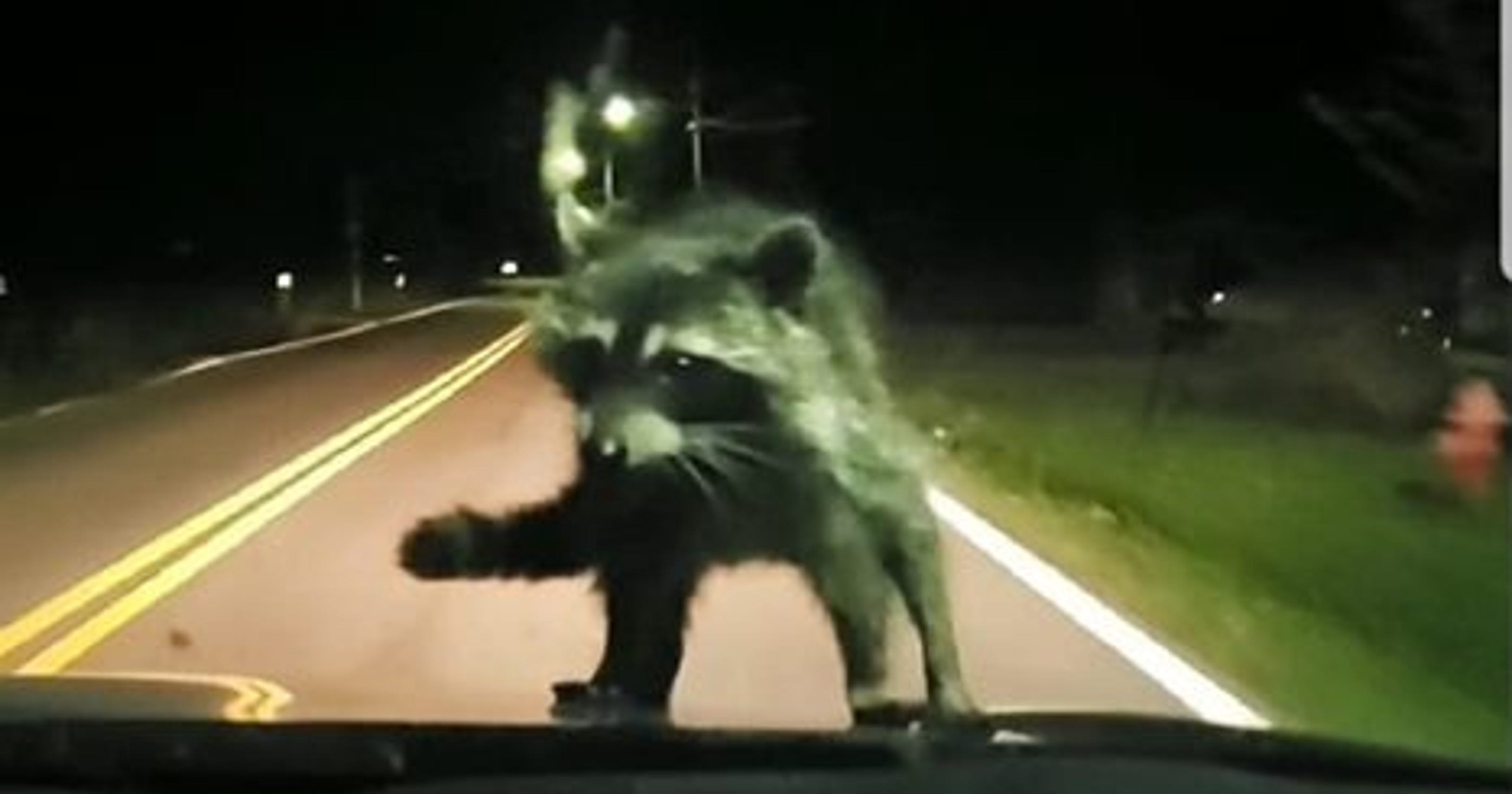 Raccoon rides hood of car near Clarksville video