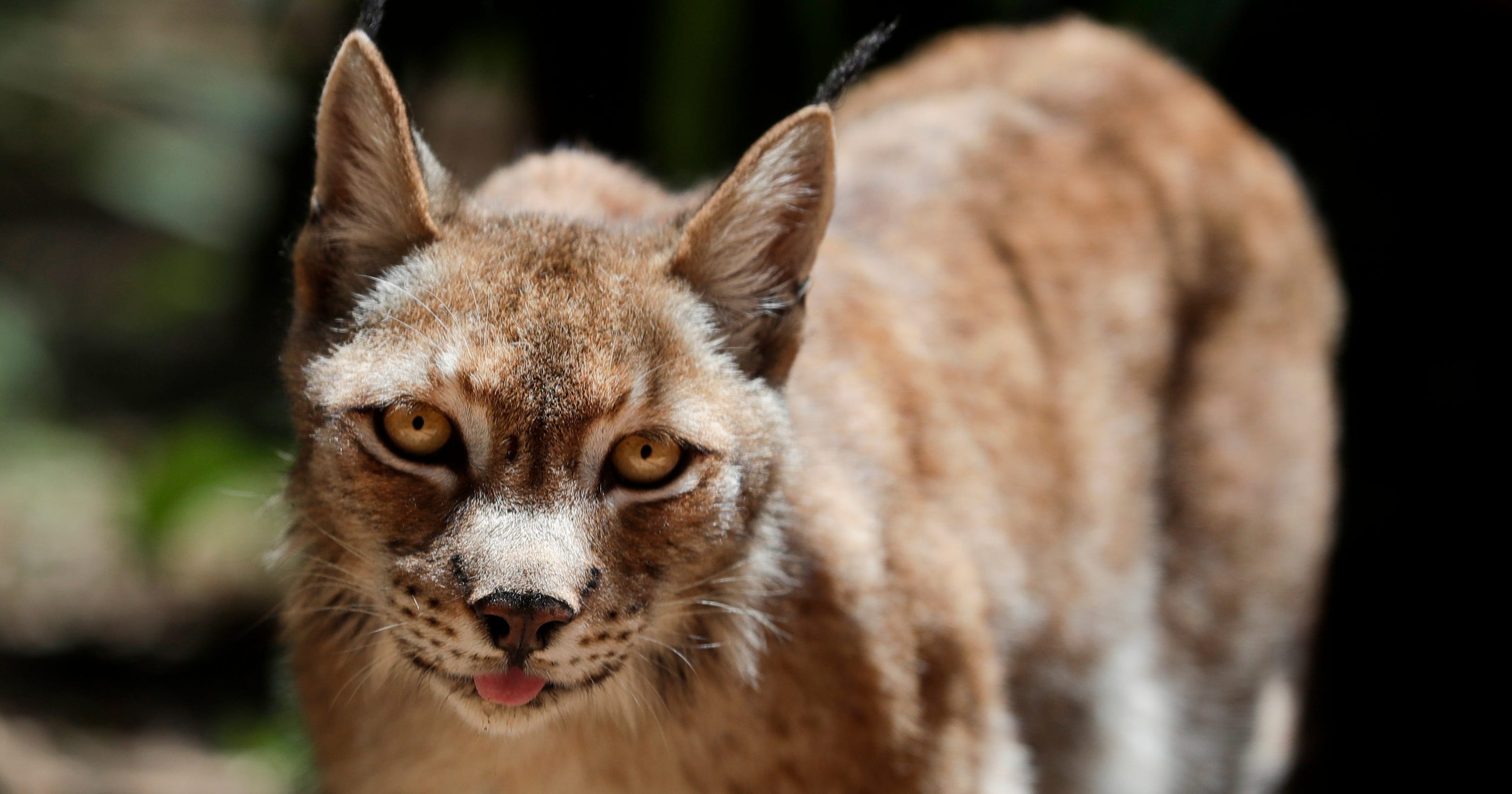 Tallahassee Museum reveals new guest animal