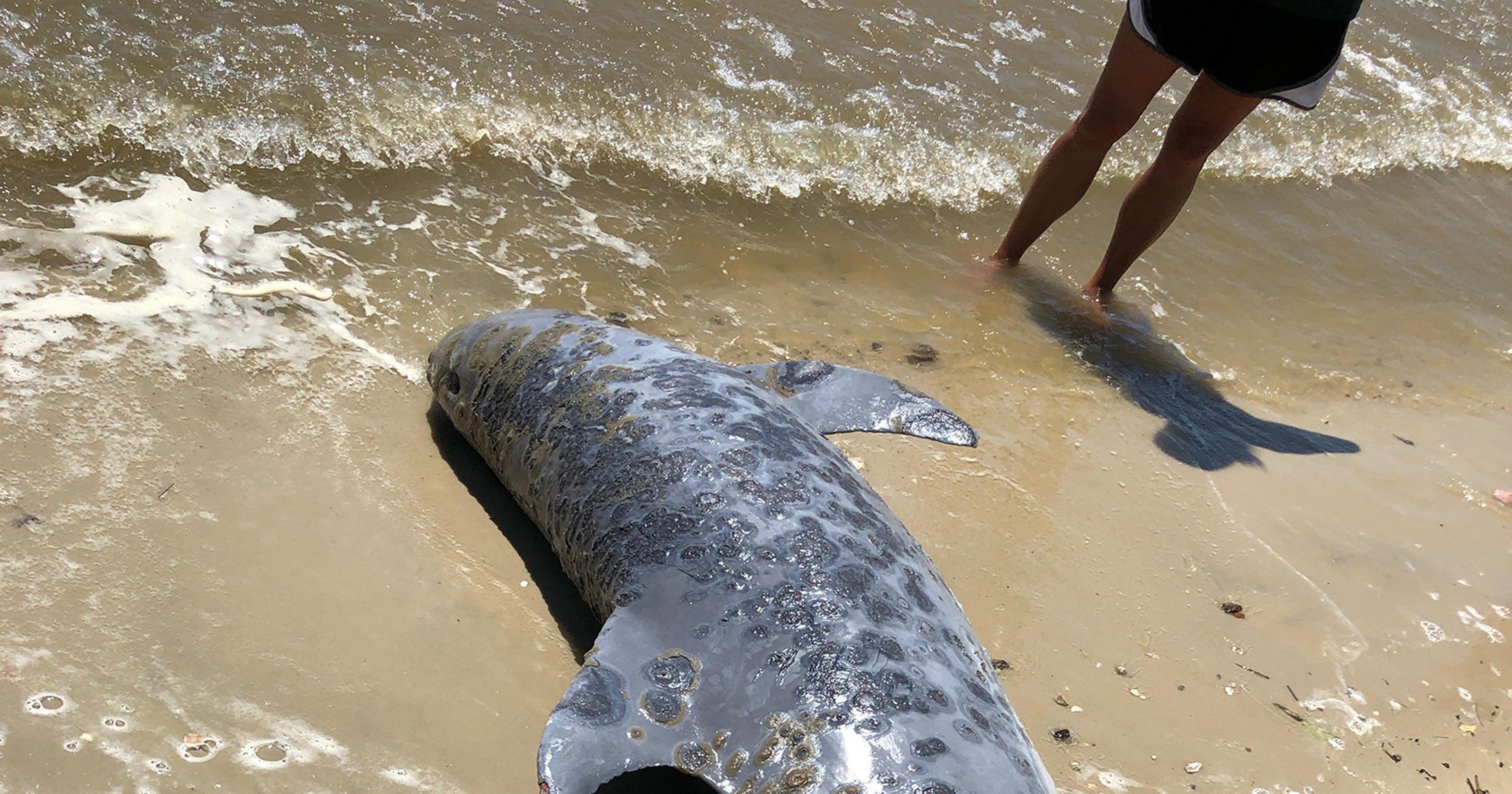 Spillway opening killing dolphins, turtles, marine life on MS coast