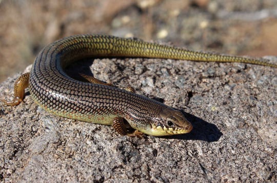 Great Plains skinks must seek moisture in order to thrive