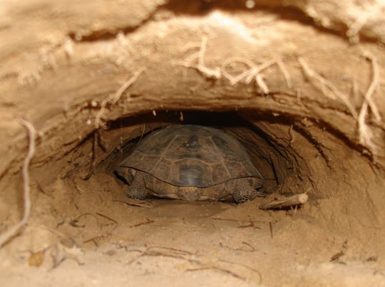 Marco Islanders band together to rescue gopher tortoises