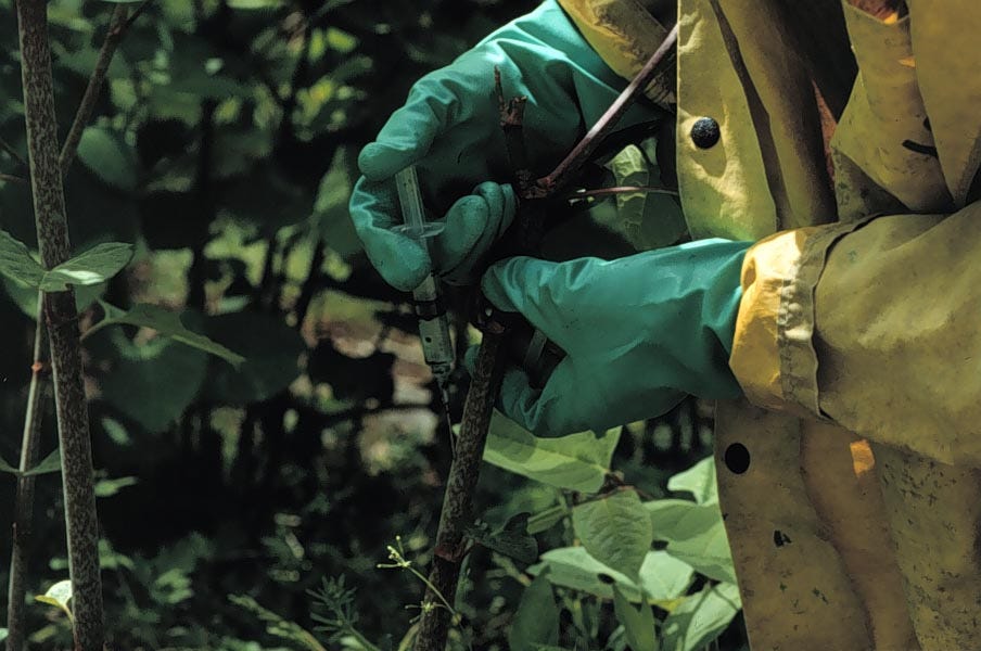 Japanese knotweed: Invasive plant beating kudzu in Tennessee, South