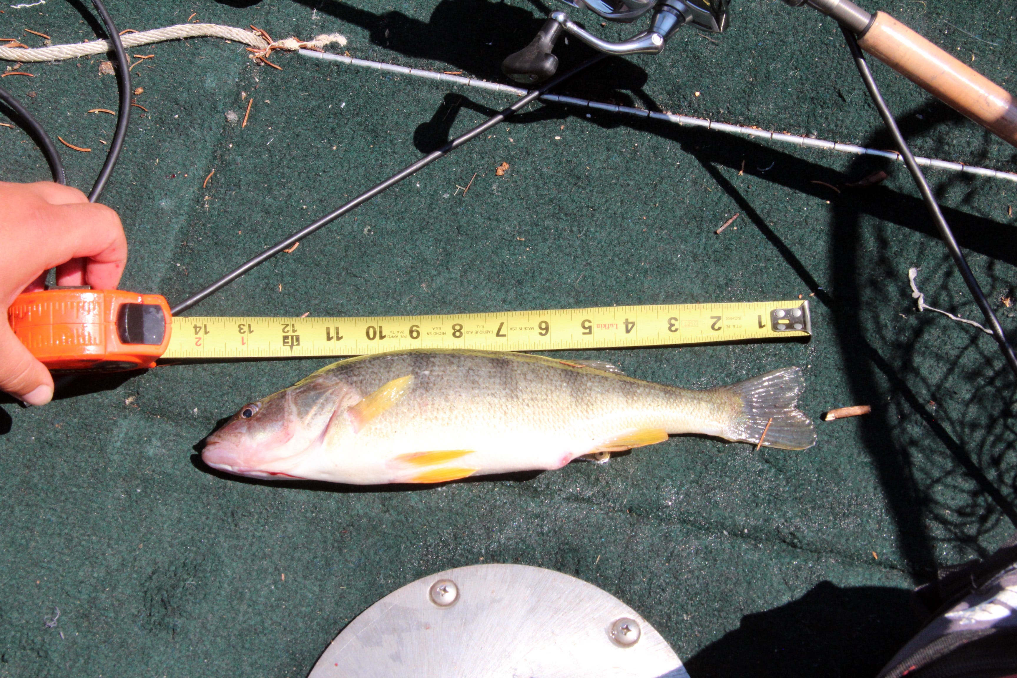 Perch numbers have rebounded slightly in Lake Michigan off Milwaukee