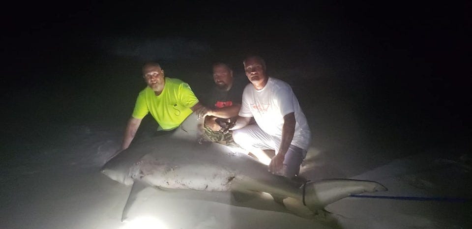 No Bones Fishing in Navarre catches four sharks in just three hours