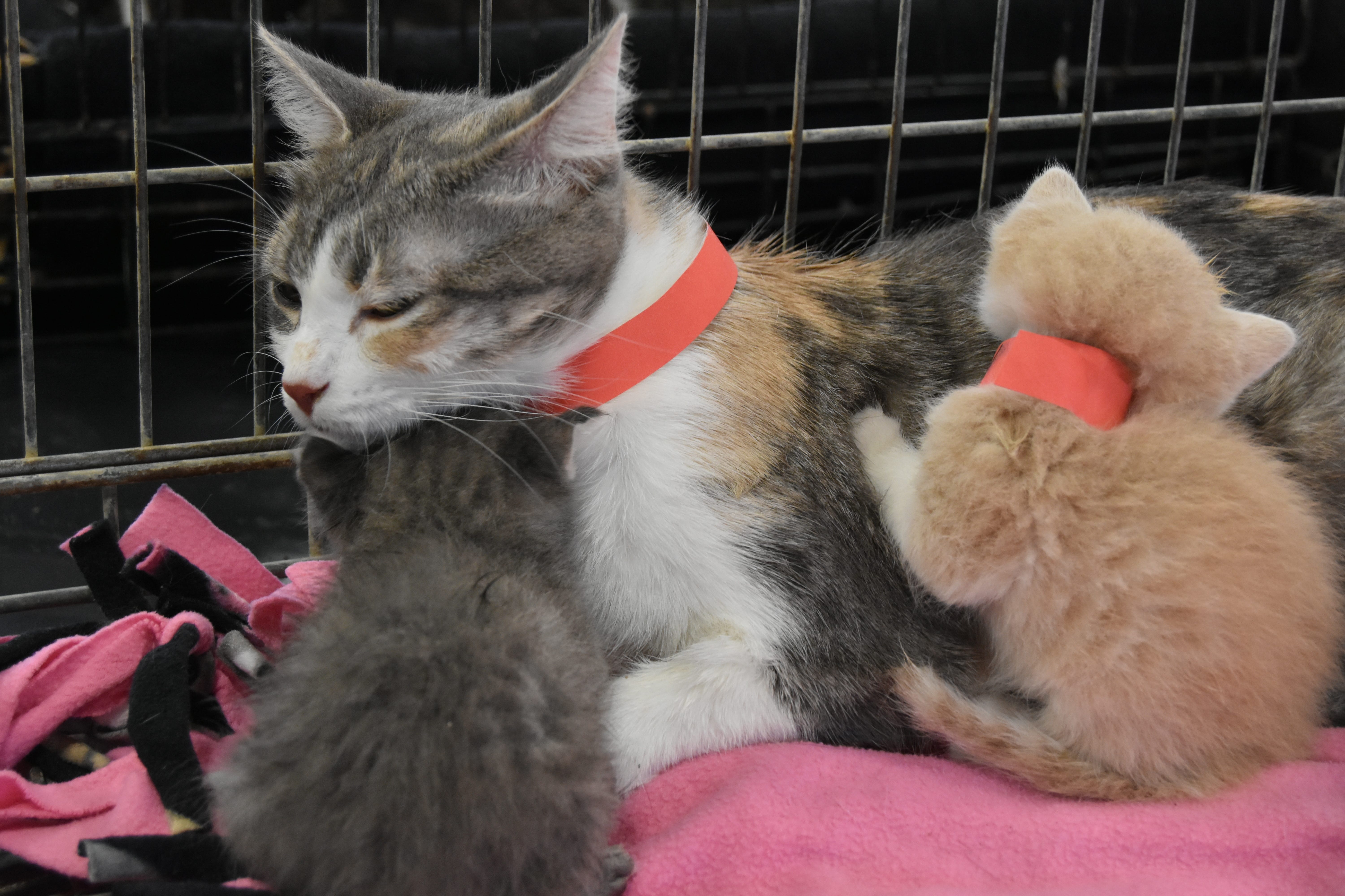 Iowa animal abuse: ARL finds 200 dead cats, 100 live cats in home